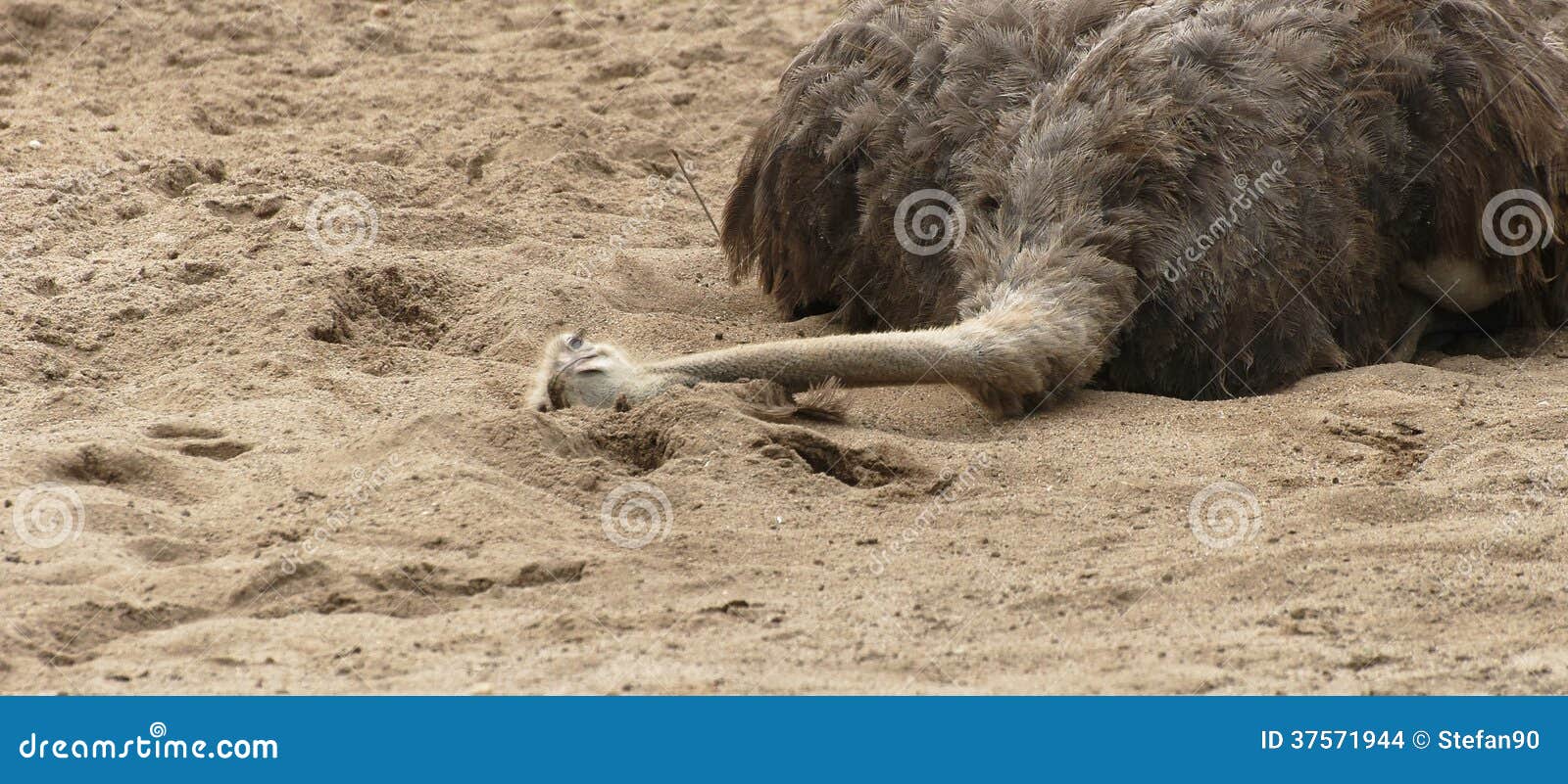 Ostrich on the ground stock photo. Image of national - 37571944