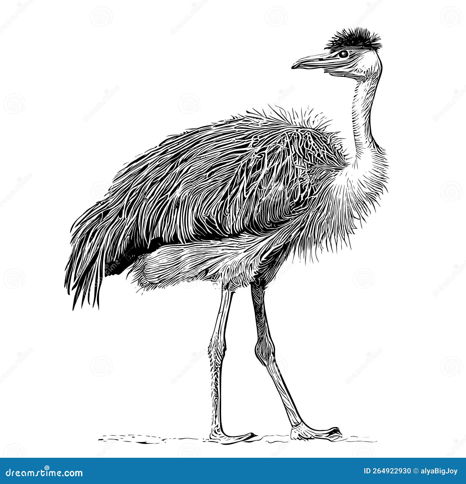 Ostrich Hand Drawn Engraving Style Sketch Stock Vector - Illustration ...