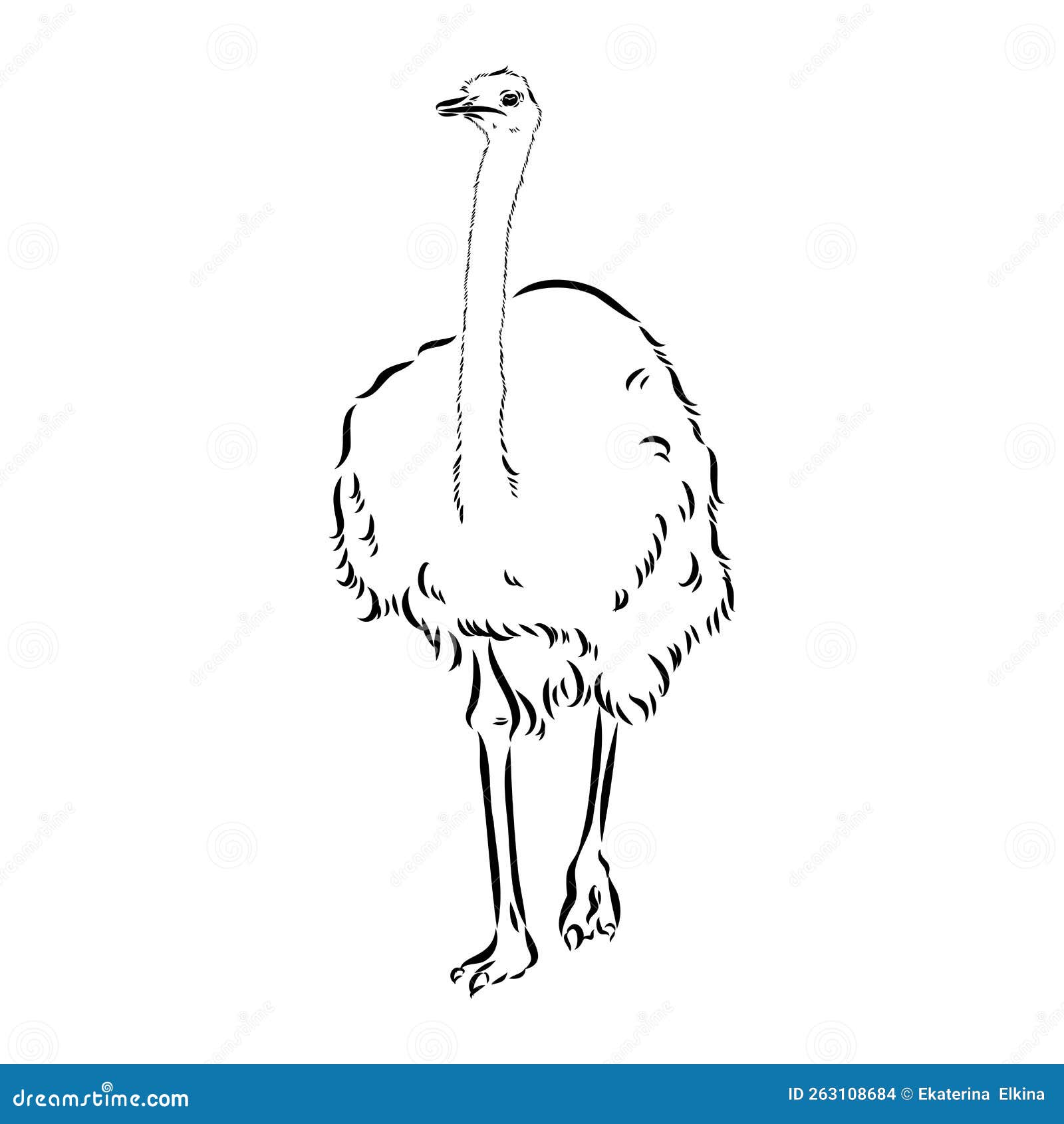 Ostrich Hand Drawn Vector Animal Illustration Ostrich Vector Stock ...