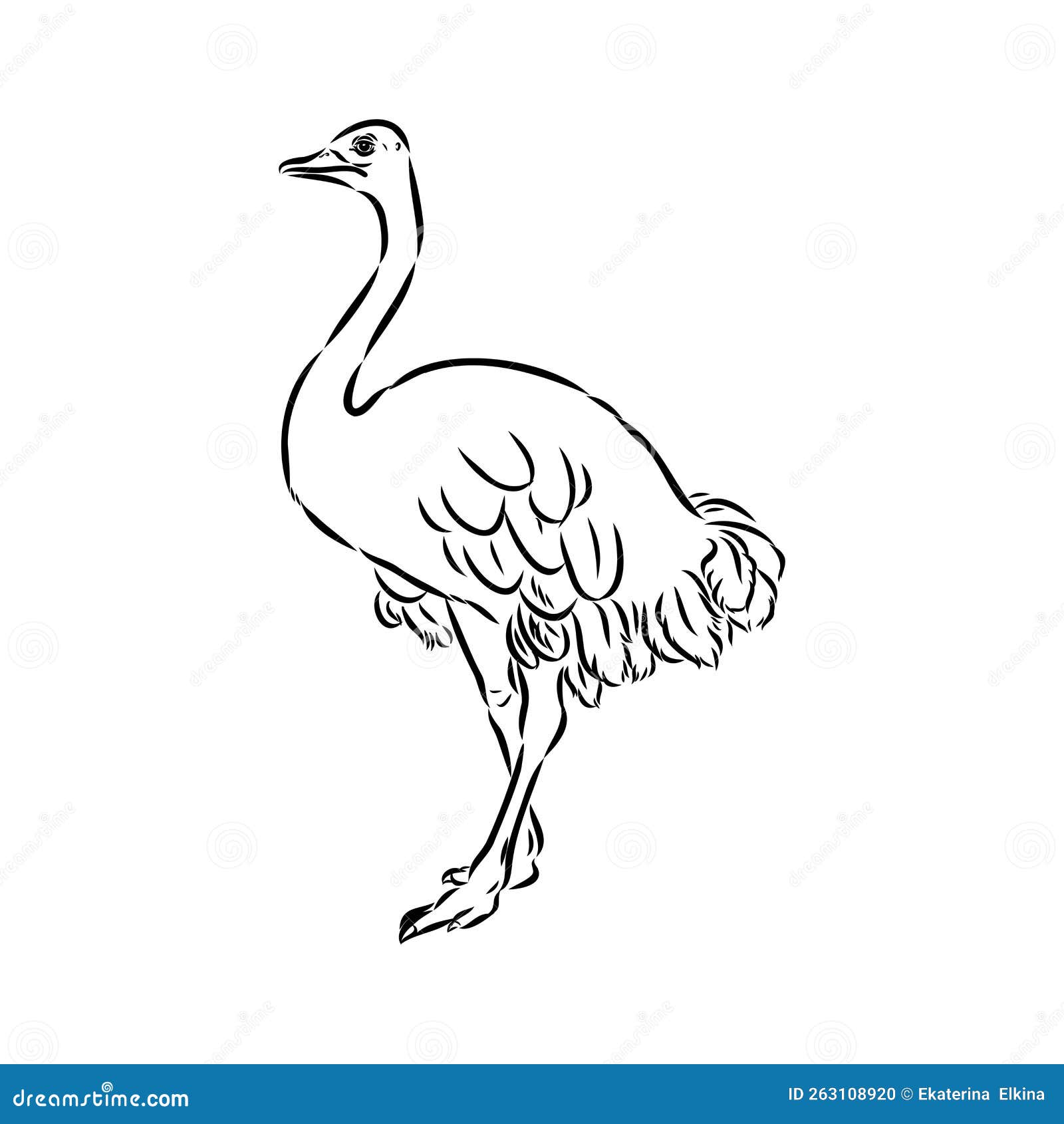 Ostrich Hand Drawn Vector Animal Illustration Ostrich Vector Stock ...