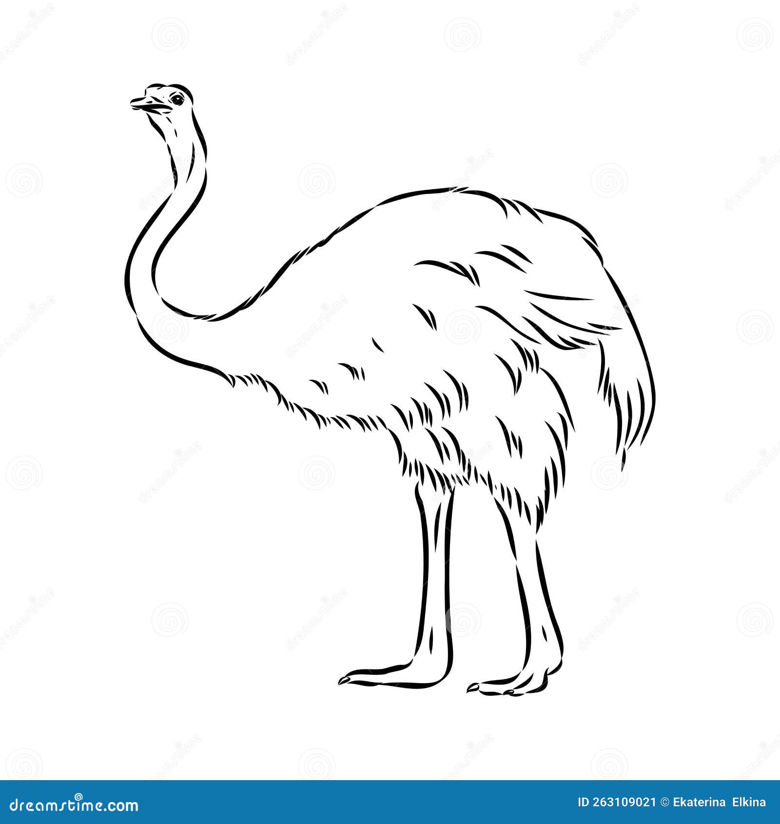 Ostrich Hand Drawn Vector Animal Illustration Ostrich Vector Stock ...