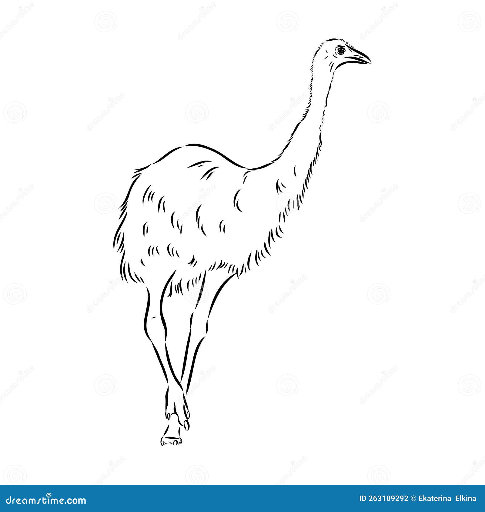 Ostrich Hand Drawn Vector Animal Illustration Ostrich Vector Stock ...