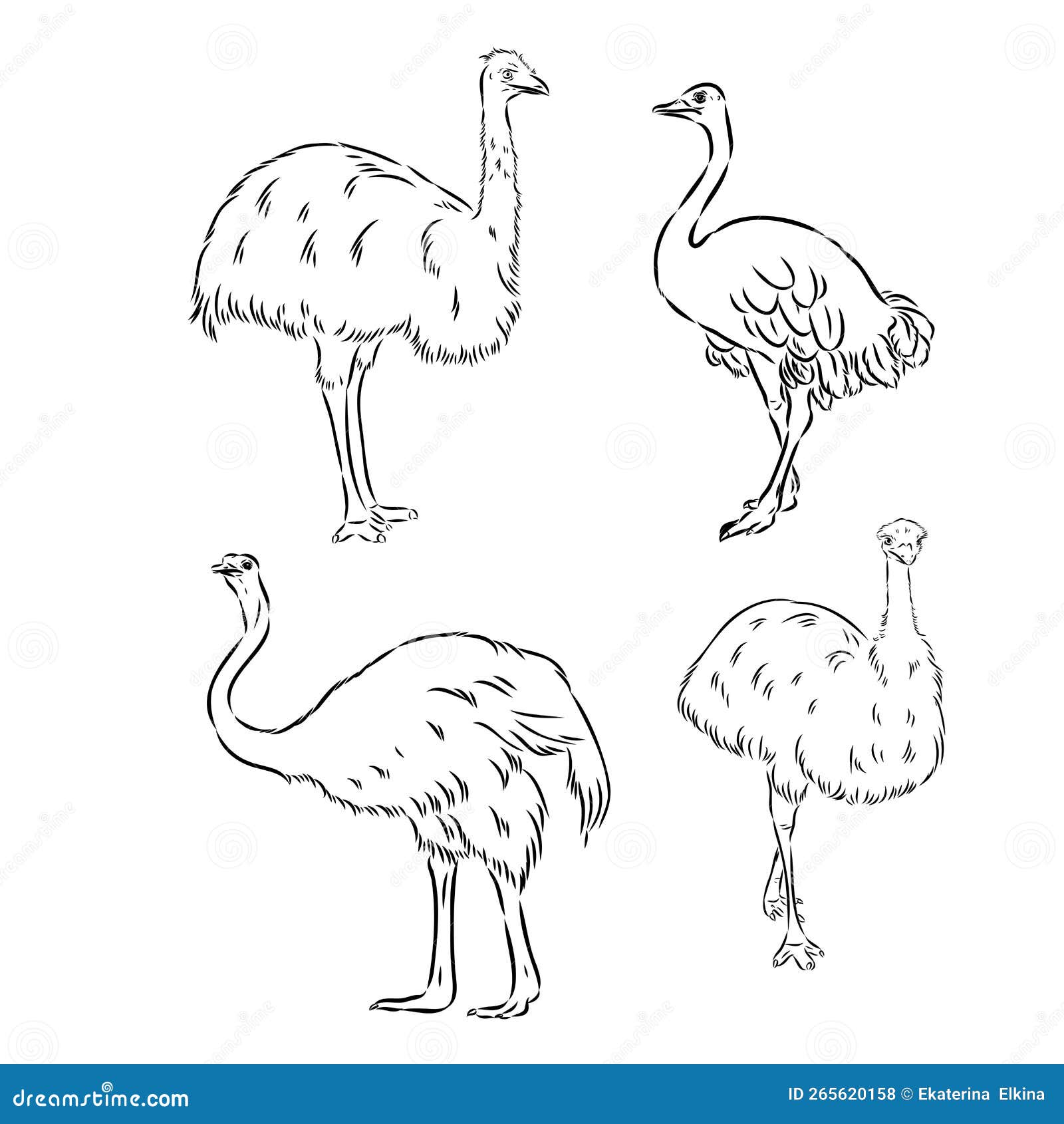Ostrich Hand Drawn Vector Animal Illustration Ostrich Vector Stock ...