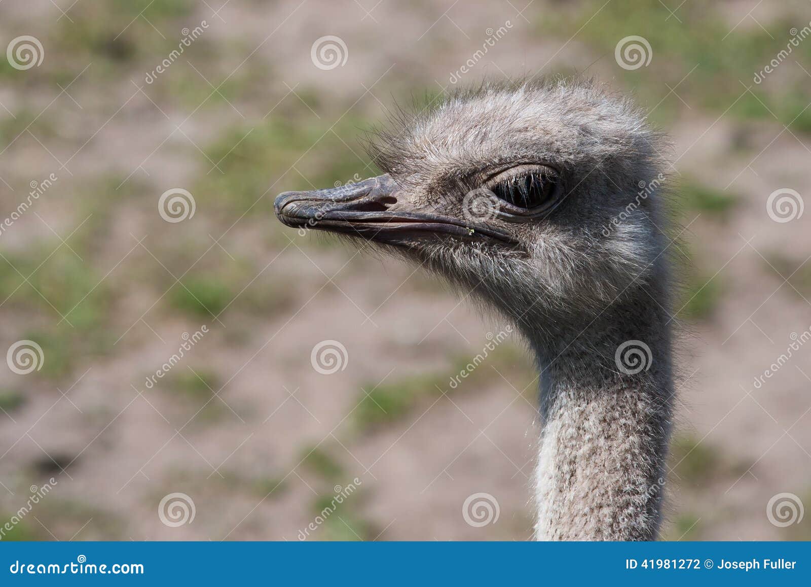 Ostrich stock photo. Image of fortunate, gleesome, bird - 41981272