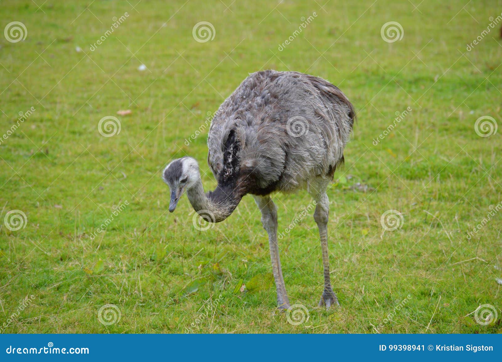 Wandering bird stock image. Image of ostrich, wandering - 99398941