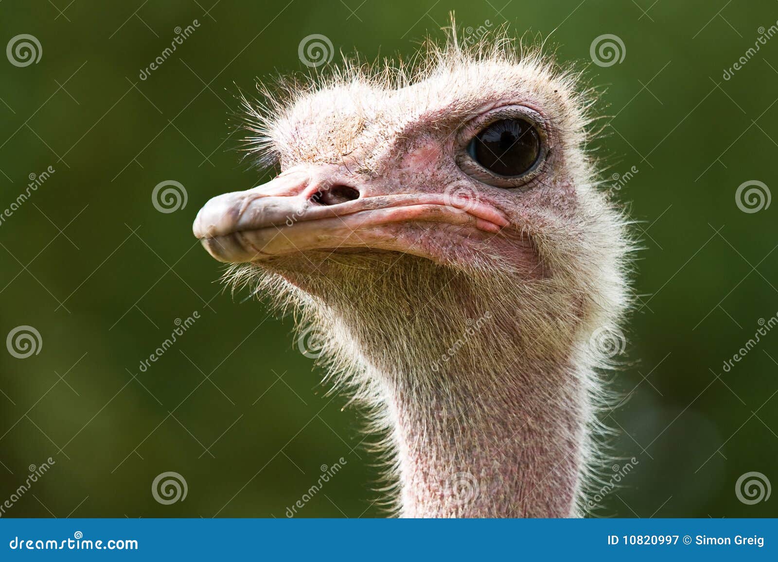 Ostrich Head stock image. Image of isolated, bird, hairy - 10820997