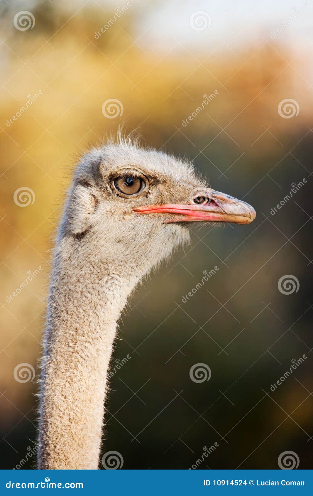 Ostrich head stock photo. Image of beak, wild, outdoors - 10914524