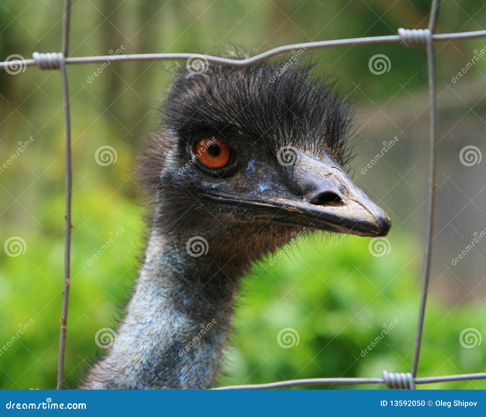 Ostrich head stock photo. Image of ostrich, close, head - 13592050