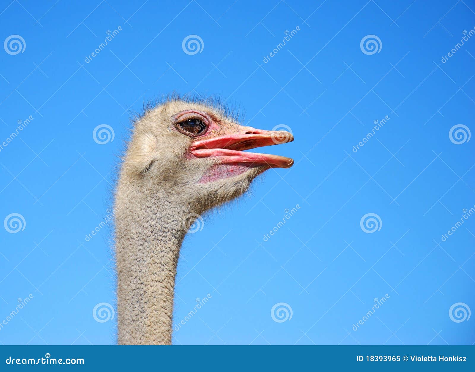 Ostrich head stock image. Image of ostrich, huge, outdoors - 18393965