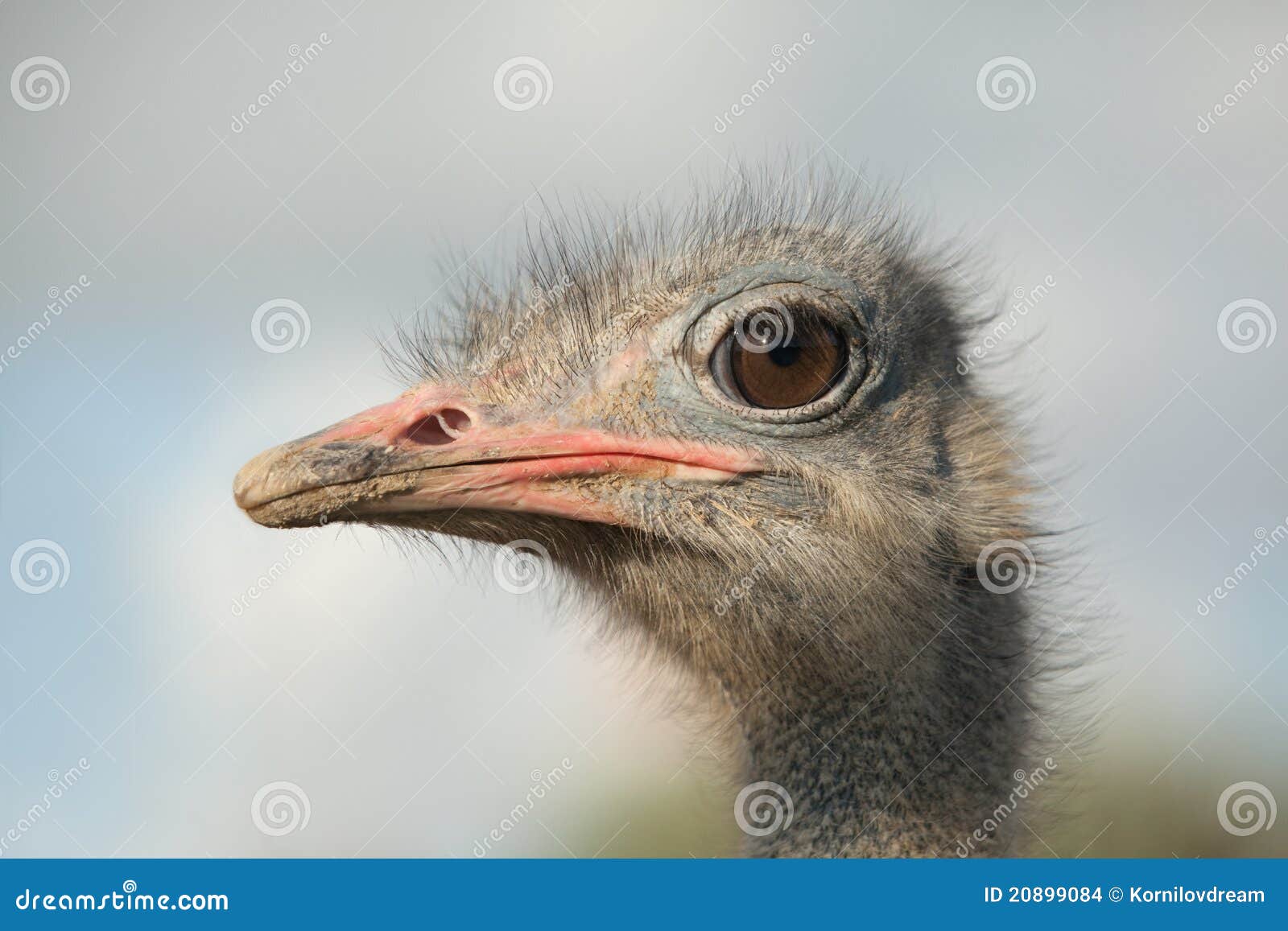 Ostrich head stock photo. Image of bird, wild, wildlife - 20899084