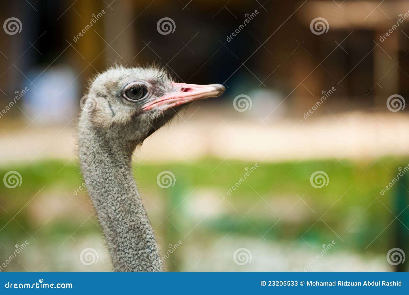 Ostrich Head stock image. Image of animal, wildlife, looking - 23205533