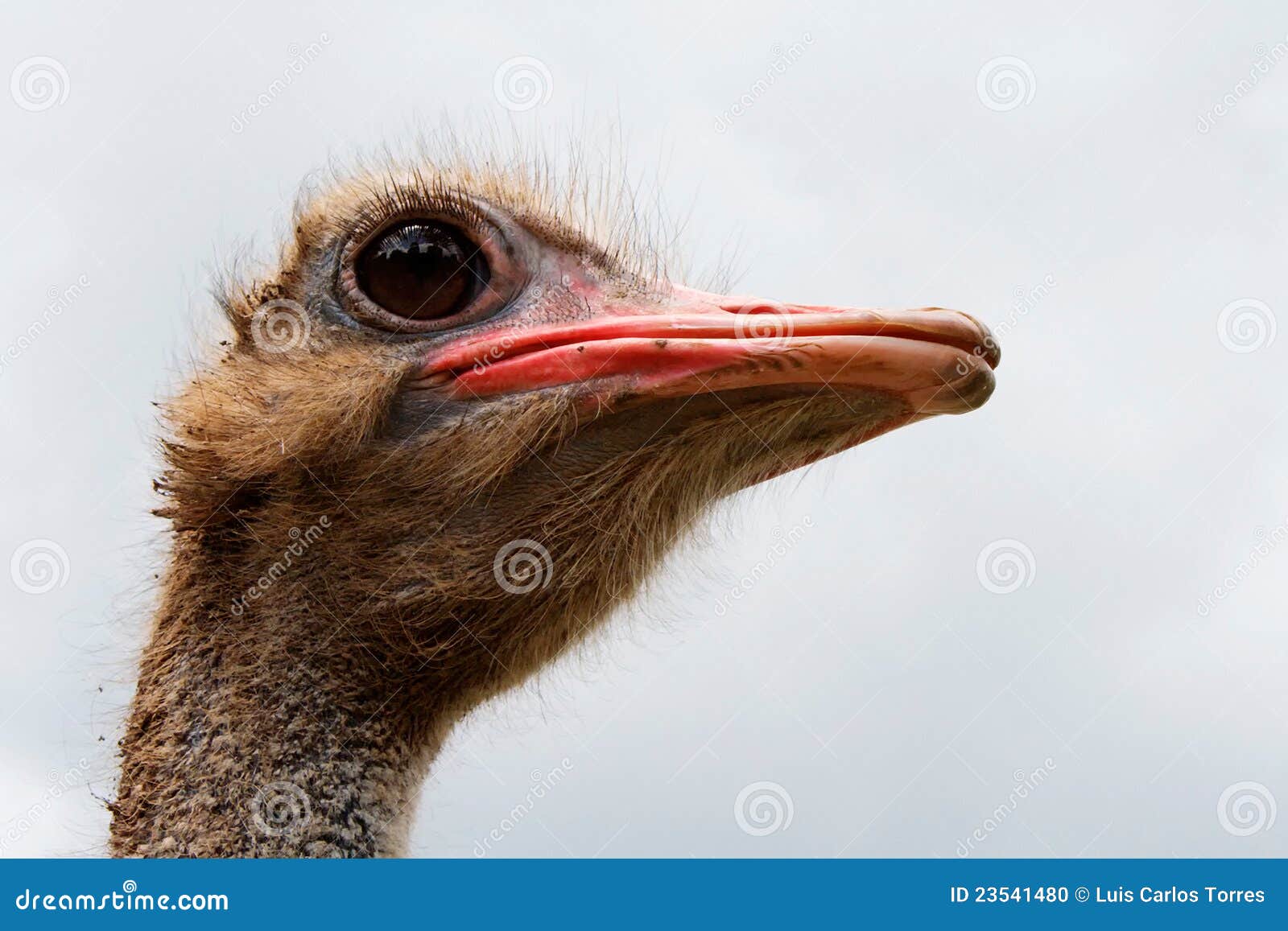 Ostrich head stock photo. Image of alone, detail, wild - 23541480