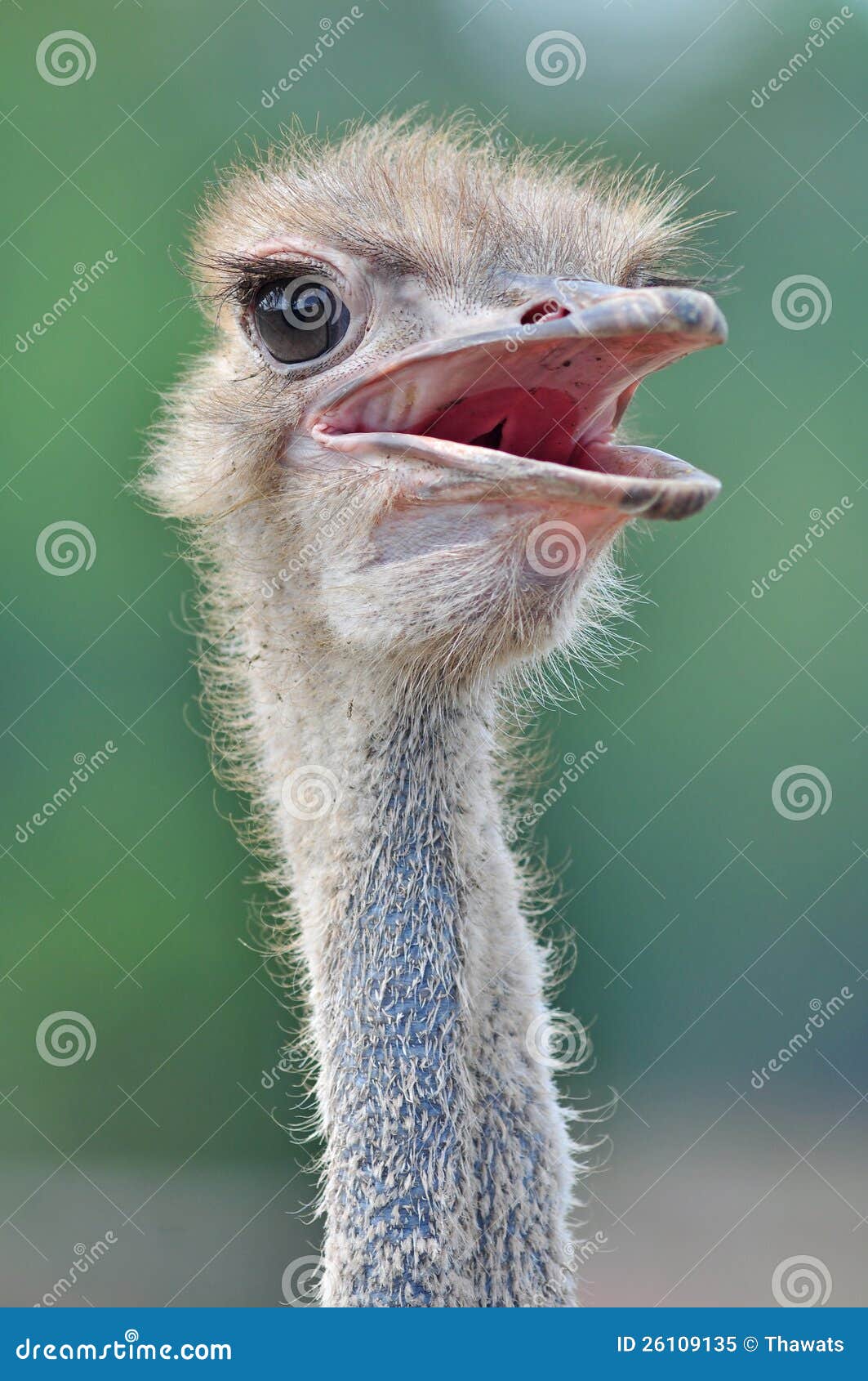 Ostrich head stock image. Image of head, fowl, inquisitive - 26109135