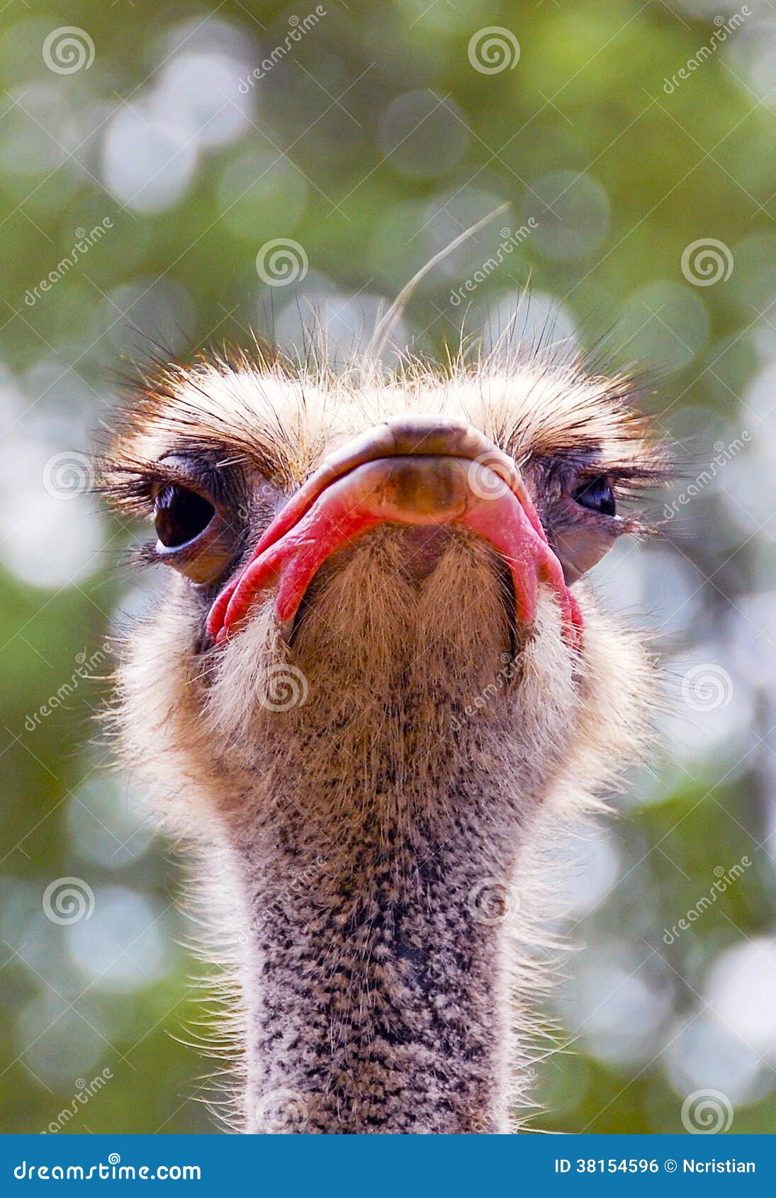 Ostrich head stock photo. Image of macro, wildlife, beak - 38154596