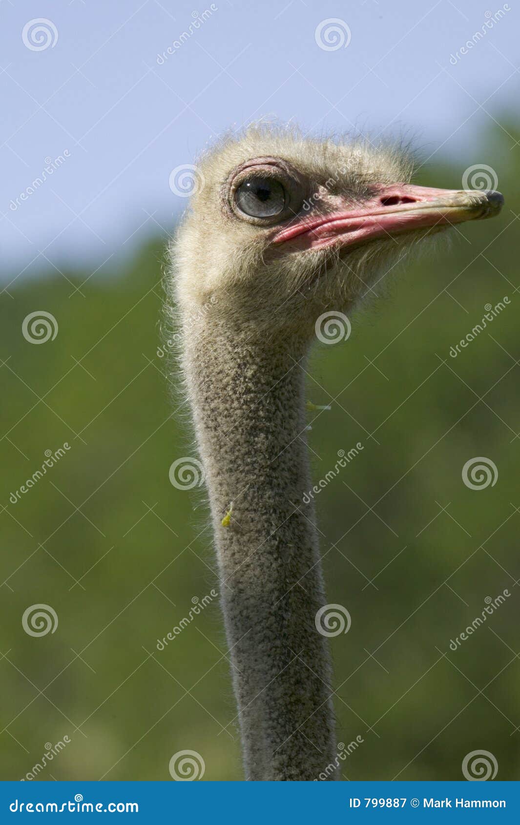 Ostrich Head stock image. Image of feathers, ostrich, bird - 799887