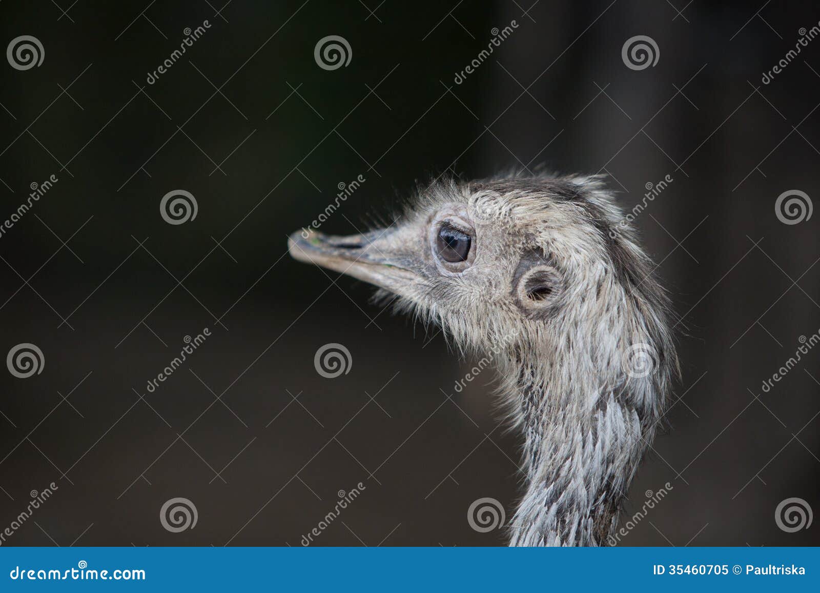Ostrich head stock image. Image of fowl, nose, bird, outdoors - 35460705