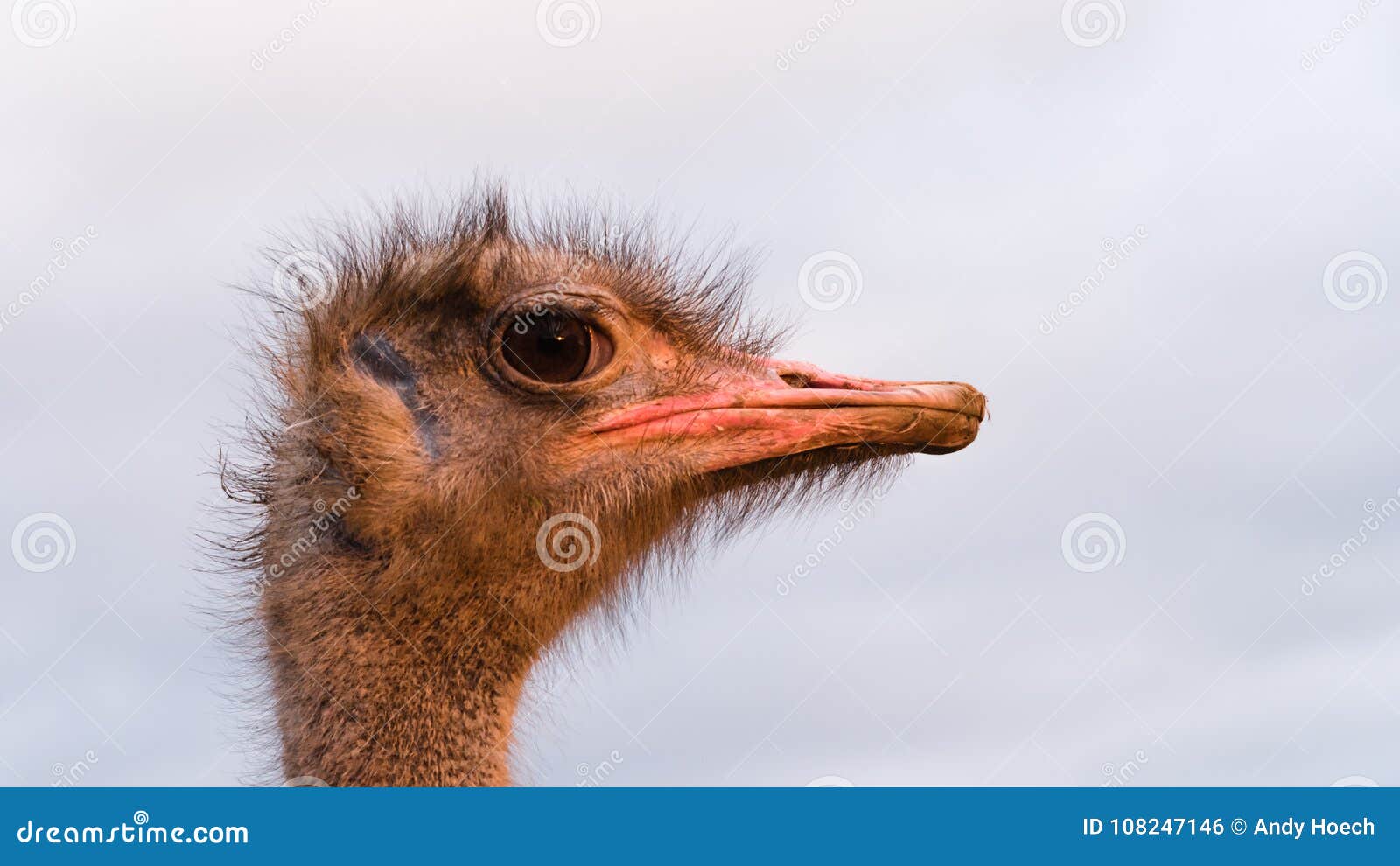 Ostrich head close up stock photo. Image of harsh, park - 108247146