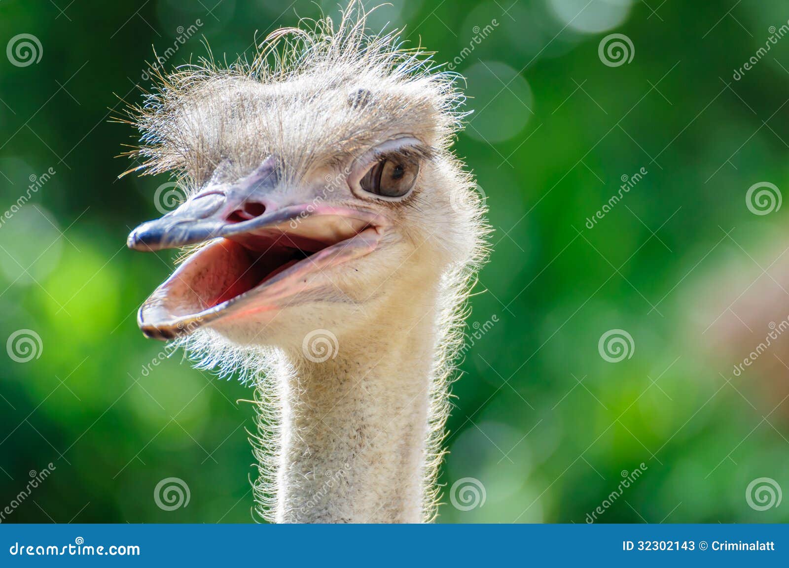 Ostrich head stock image. Image of head, wild, bird, africa - 32302143