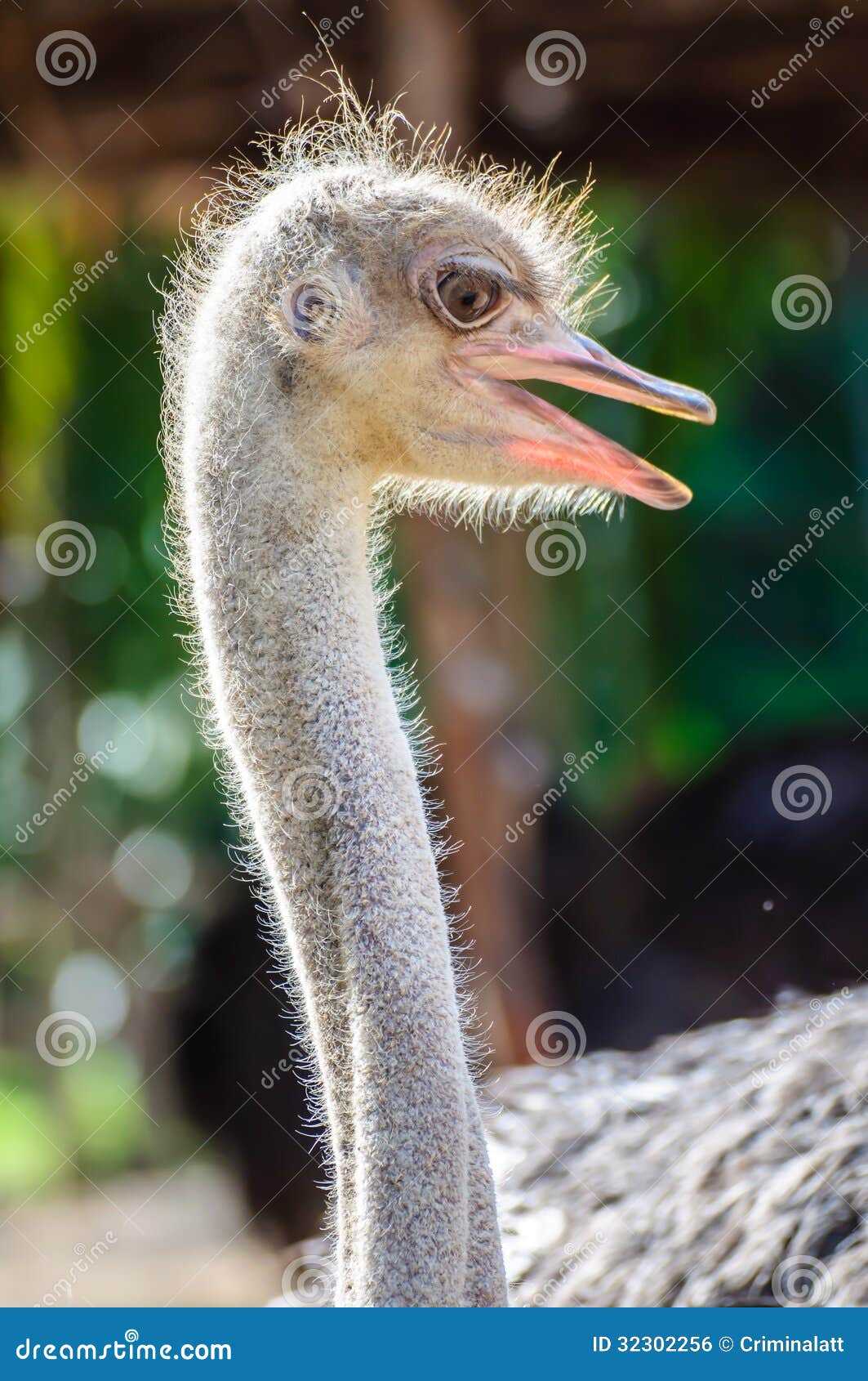 Ostrich head stock photo. Image of beak, fowl, head, white - 32302256