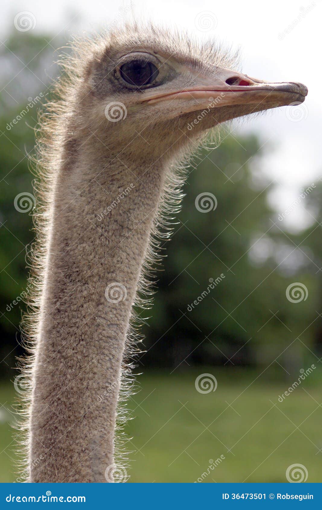 Ostrich Head stock image. Image of large, common, struthio - 36473501