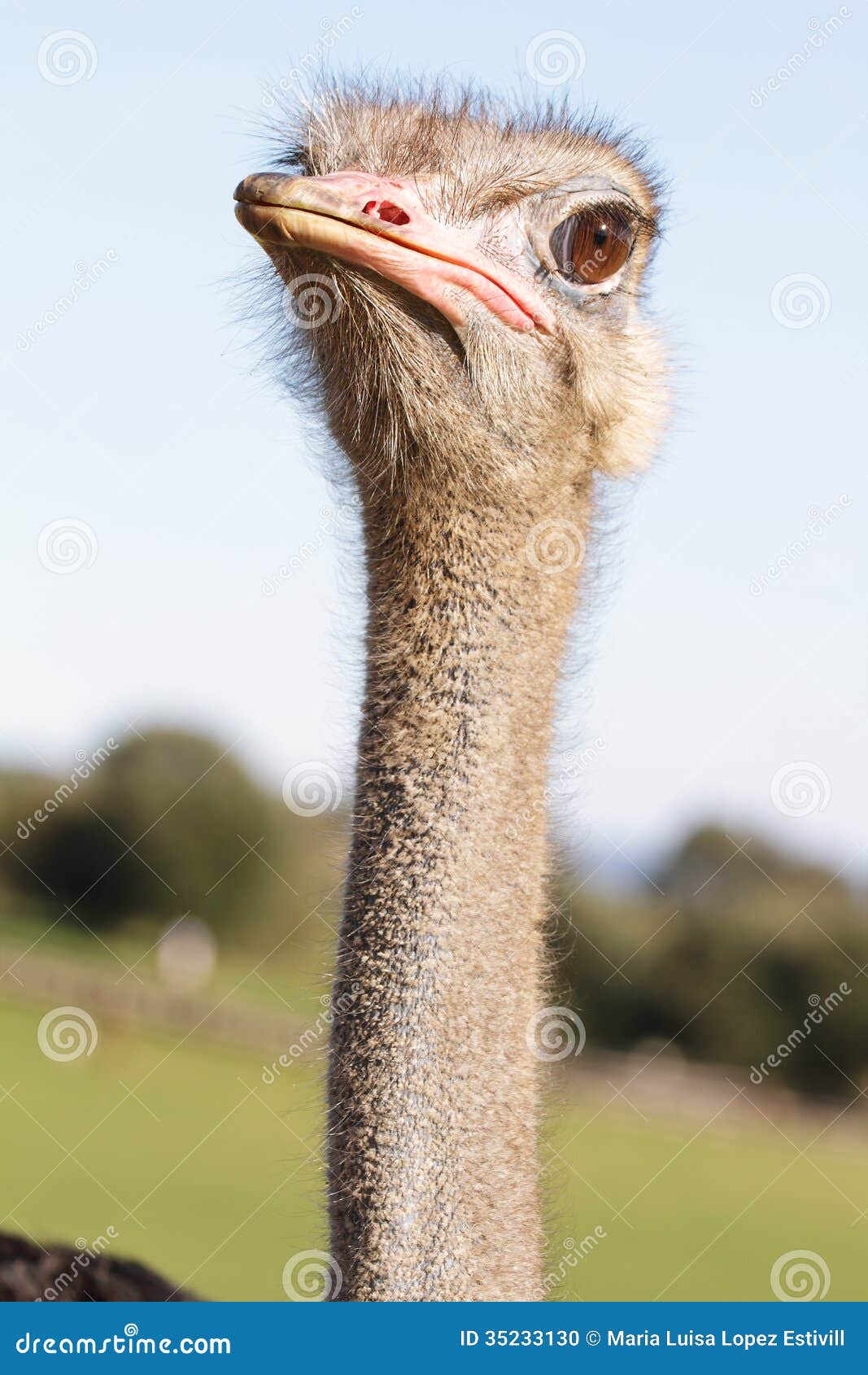 Ostrich head closeup stock photo. Image of male, looking - 35233130