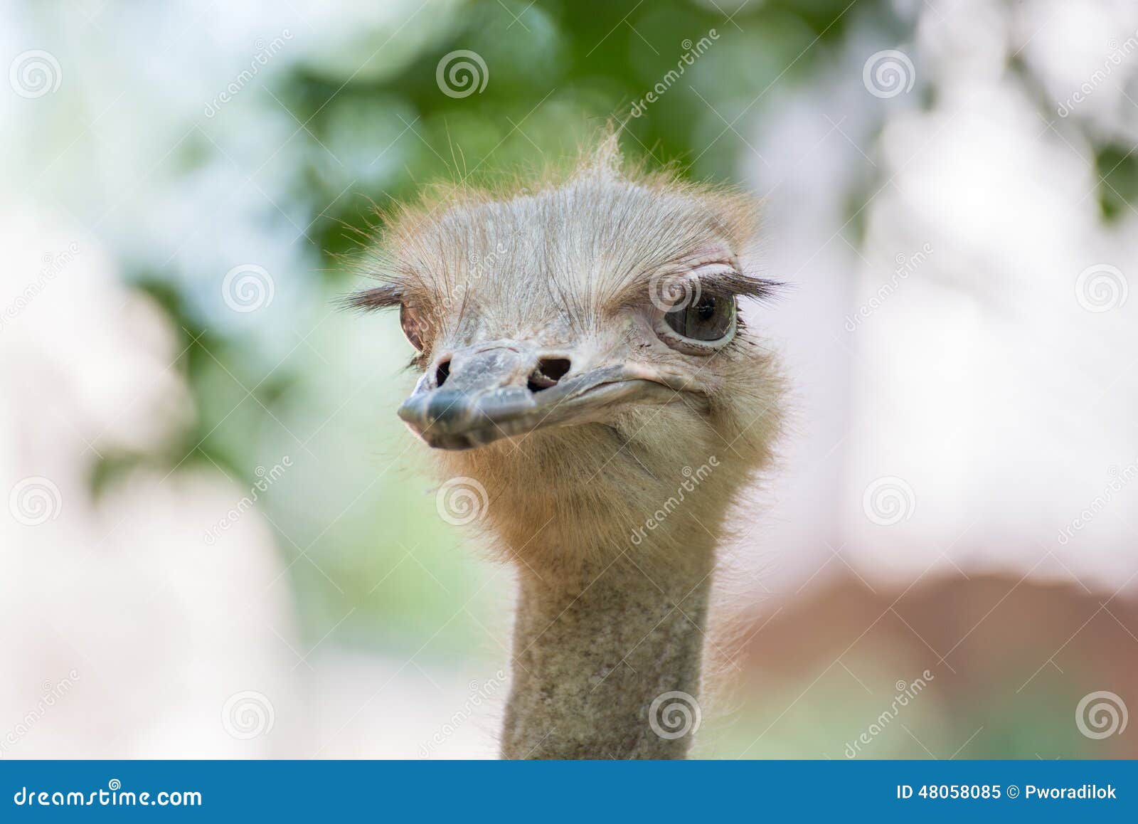 Ostrich stock image. Image of farm, funny, beak, closeup - 48058085