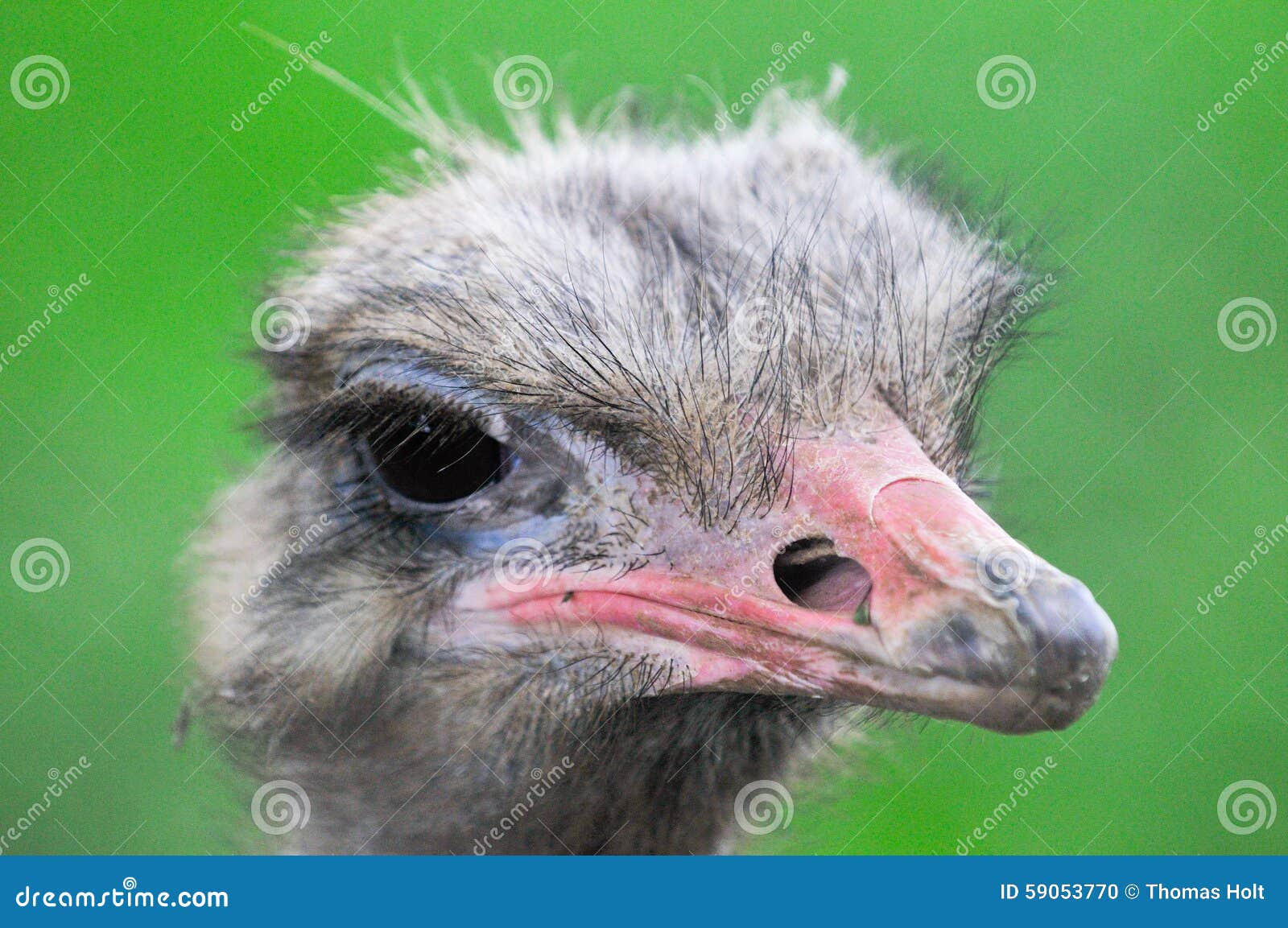 Ostrich head stock photo. Image of wild, quizzical, bird - 59053770