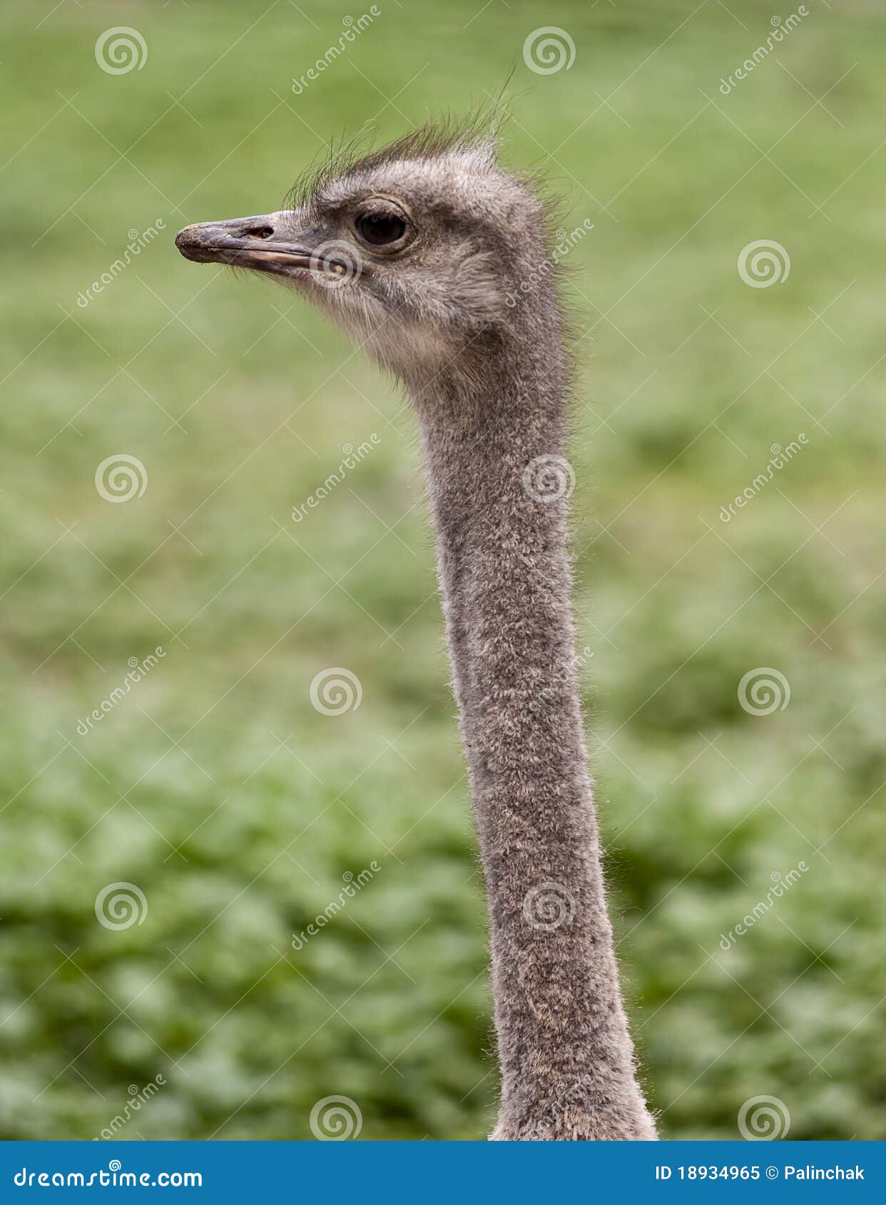 Ostrich head on green stock image. Image of beak, feathers - 18934965