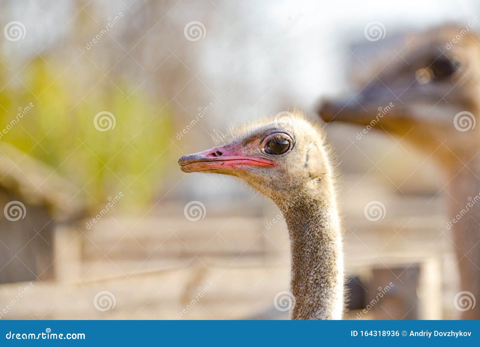 Ostrich Head on a Long Neck, Closeup Side View Stock Photo - Image of ...