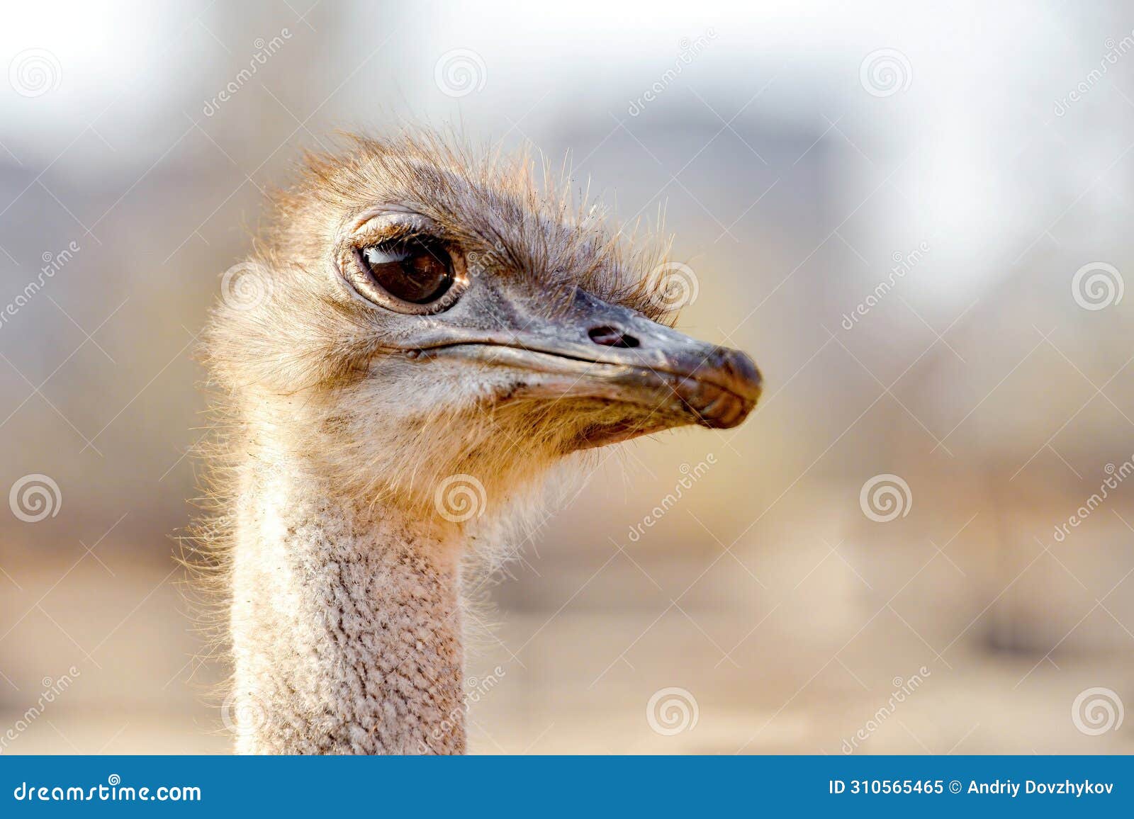 Ostrich Head on a Long Neck, Closeup Side View Stock Image - Image of ...
