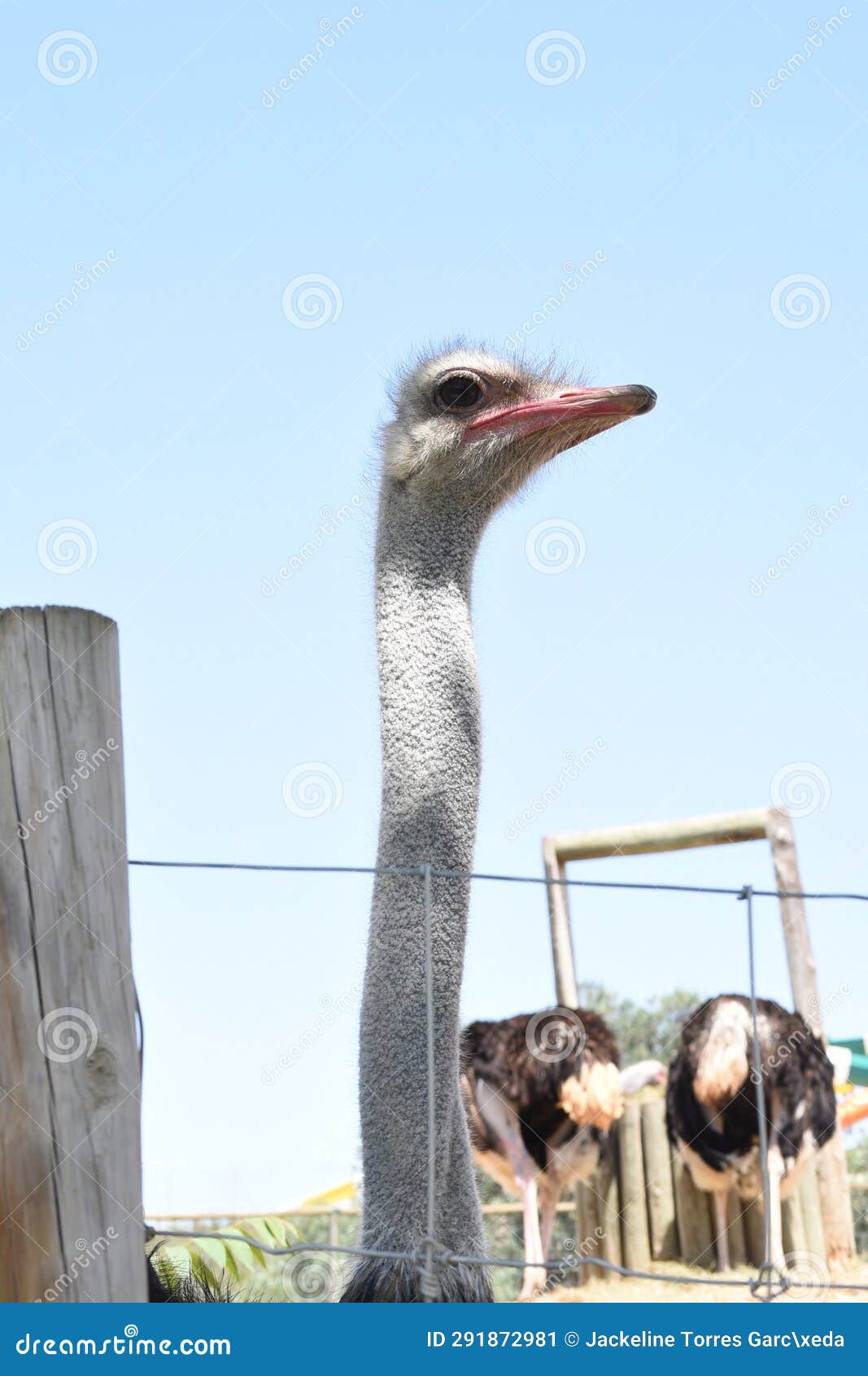 Ostrich Head with Long Neck Looking at Camera Stock Image - Image of ...