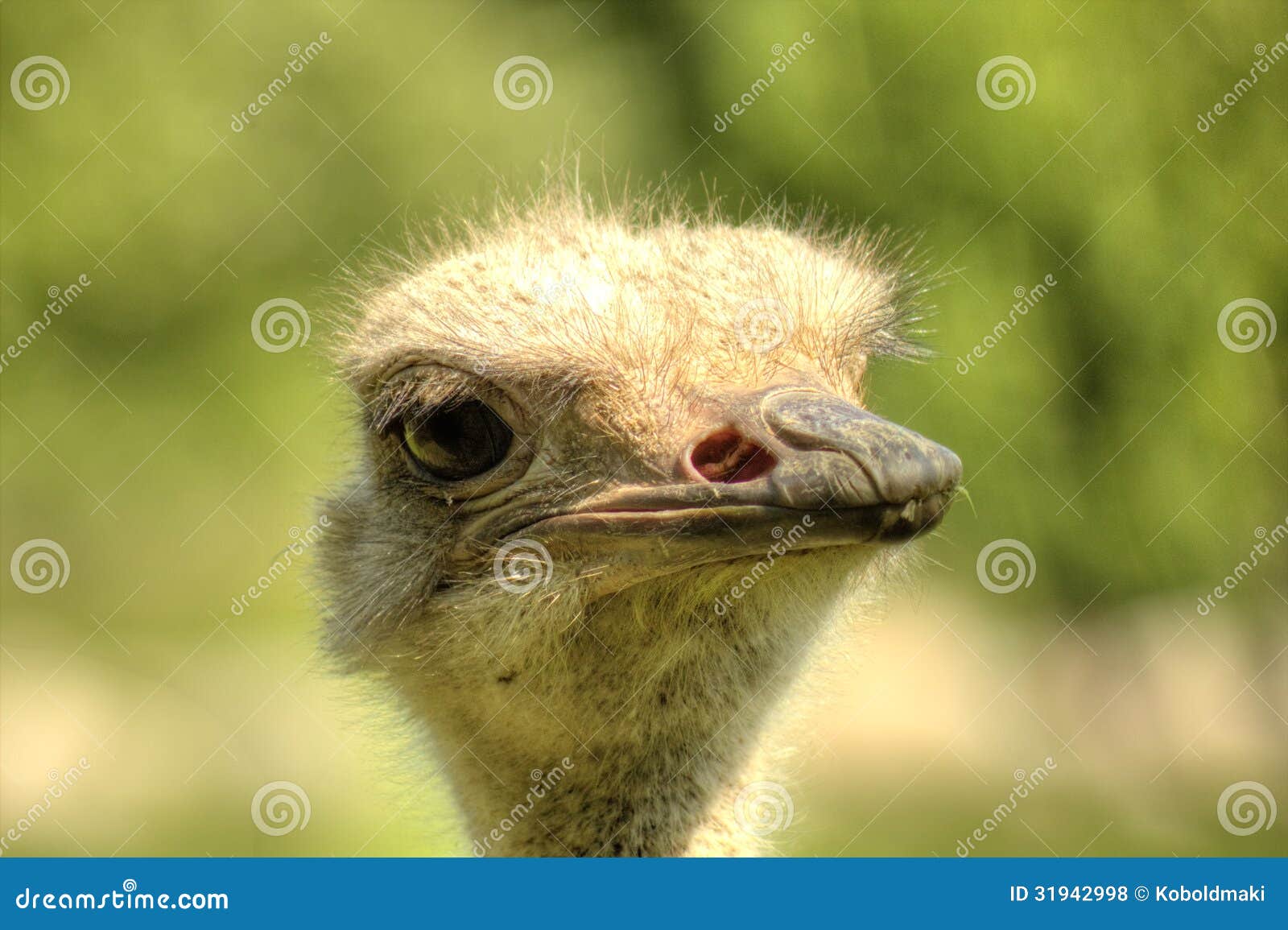 Ostrich head stock photo. Image of gaze, animal, macro - 31942998