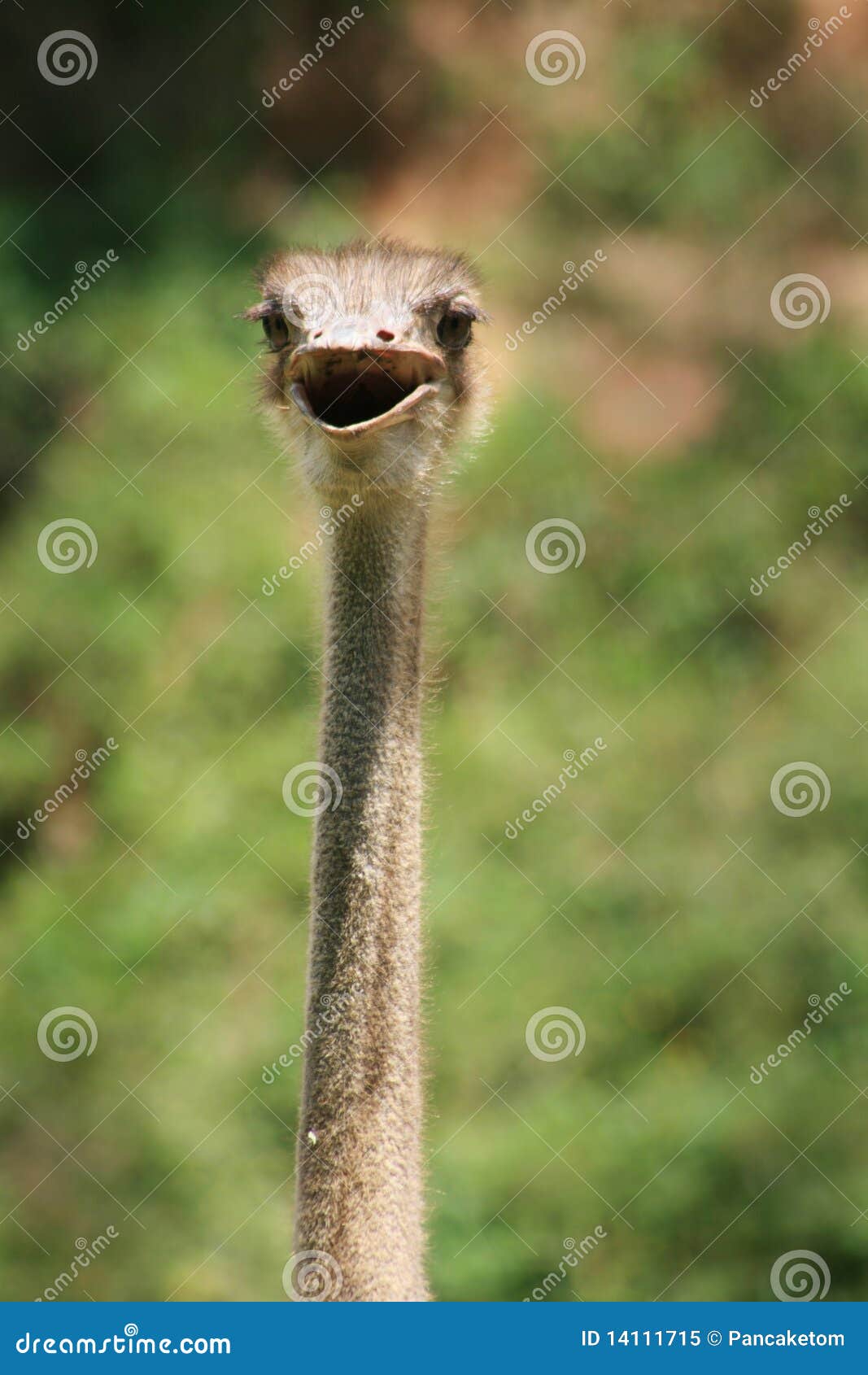 Ostrich Stretch Its Long Neck Looking Forward To Feeding From Visitor ...