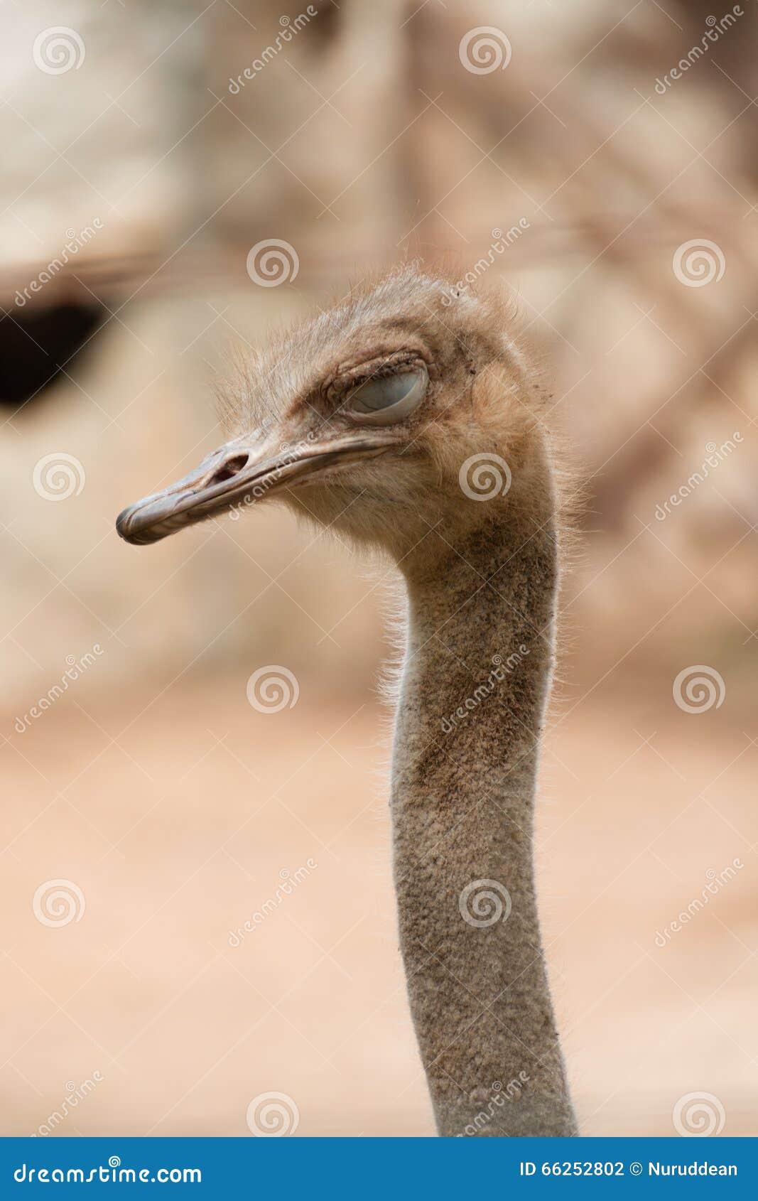 Ostrich head and neck. stock photo. Image of ostrich - 66252802