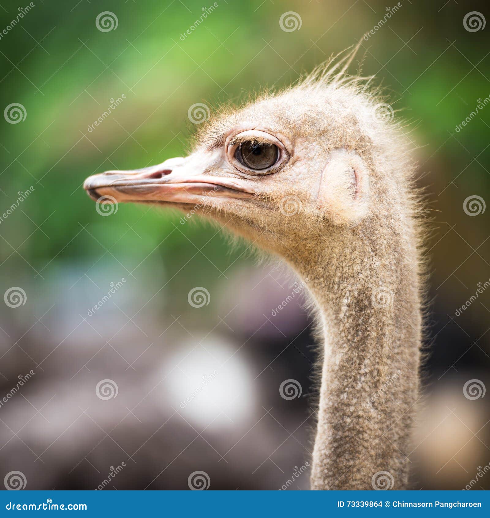 Ostrich stock photo. Image of hair, ostrich, bird, look - 73339864