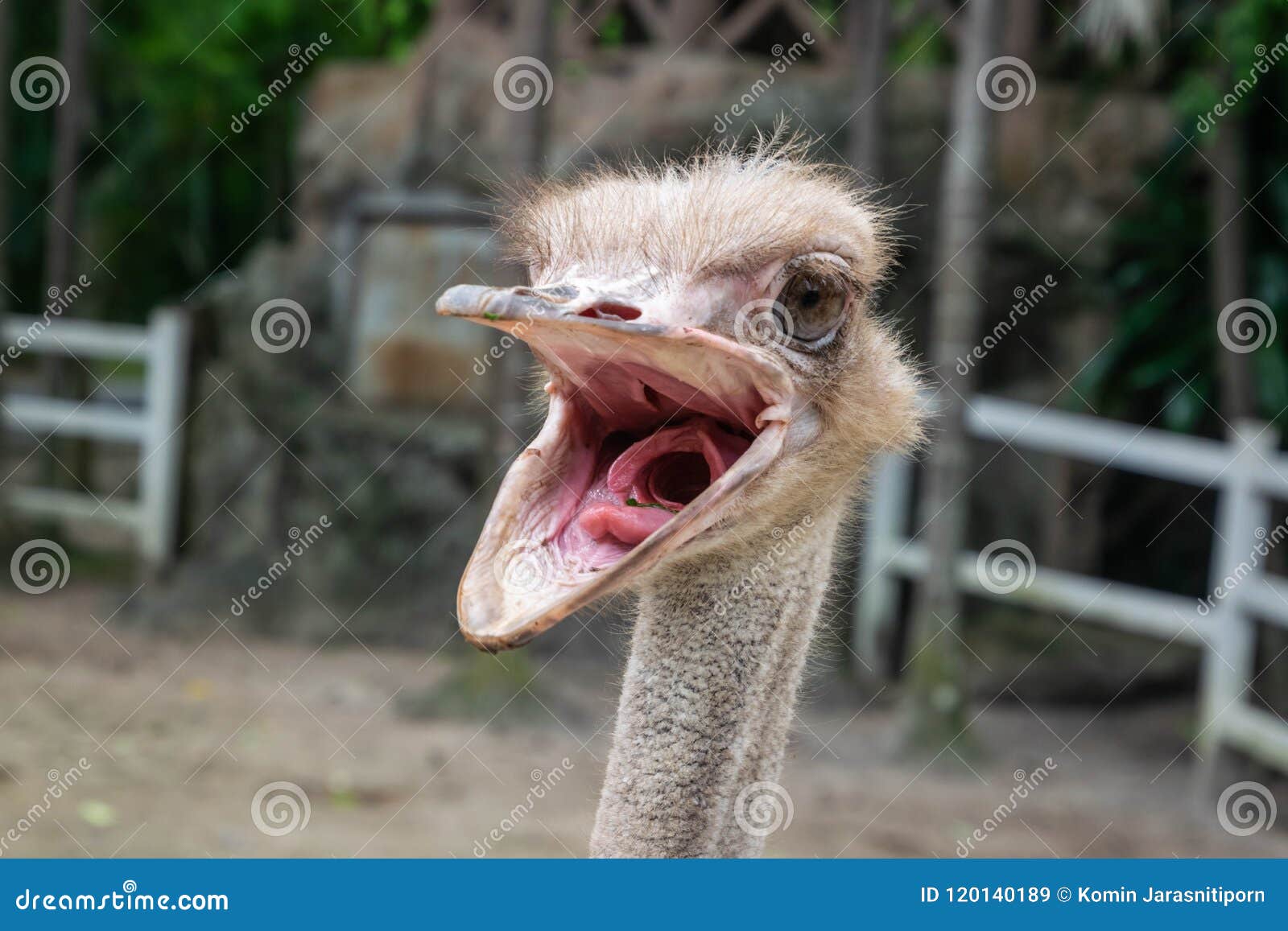Ostrich head. stock image. Image of fowl, cute, head - 120140189