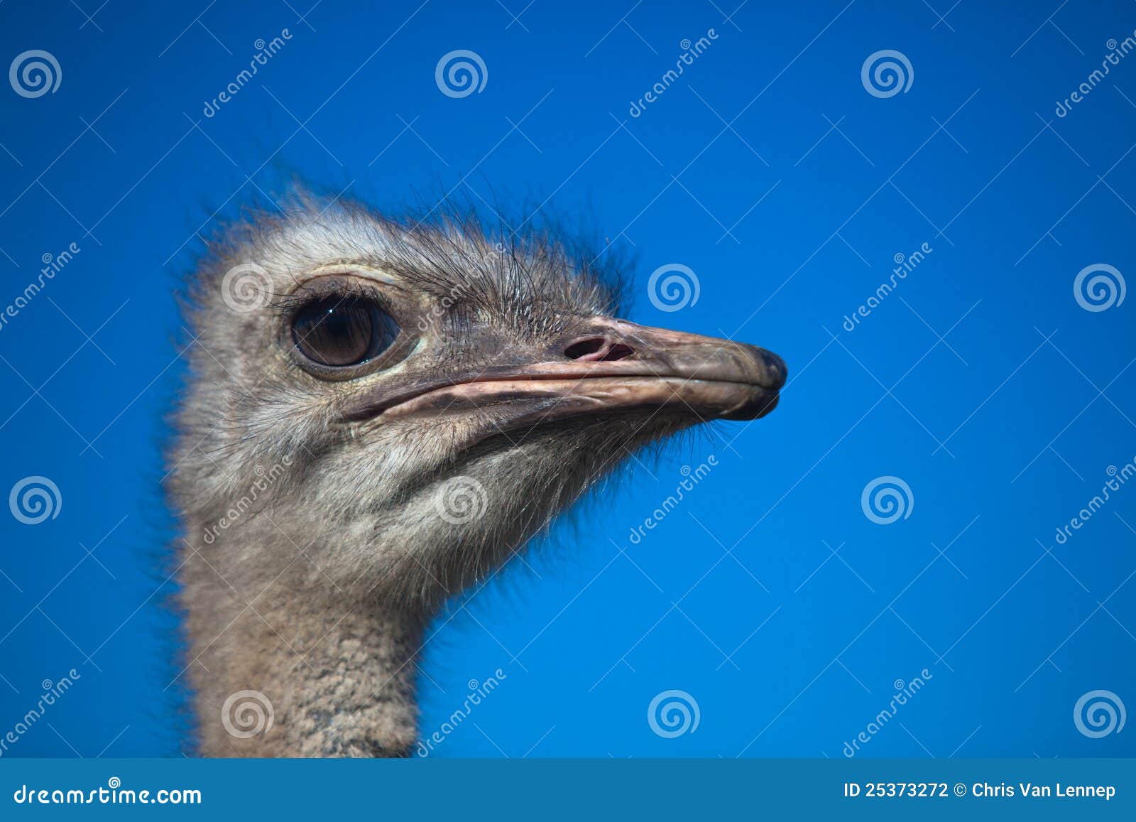 Ostrich Head Portrait stock photo. Image of close, birds - 25373272