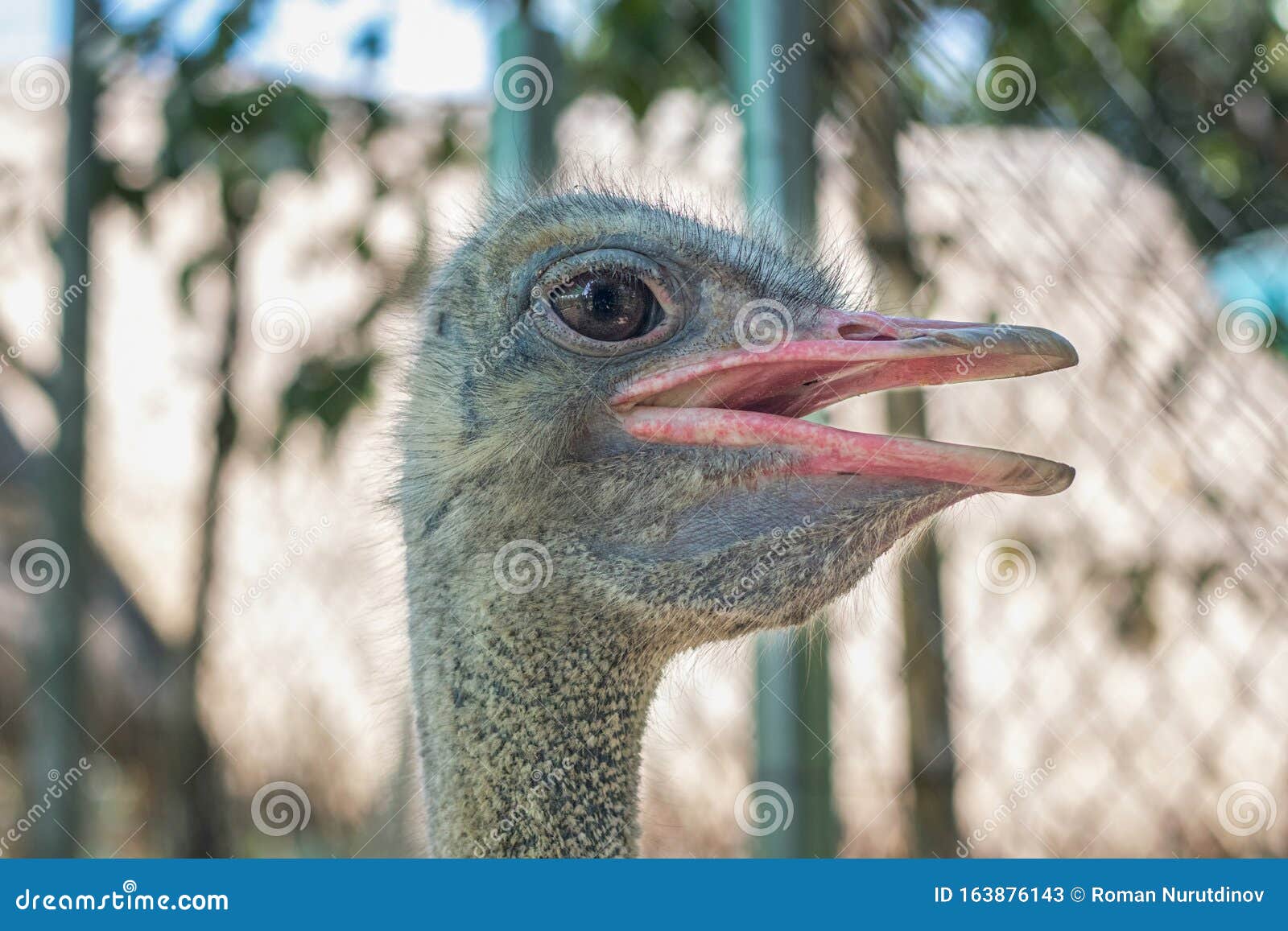 Ostrich Head on the Right Side of the Face in Profile Stock Image ...
