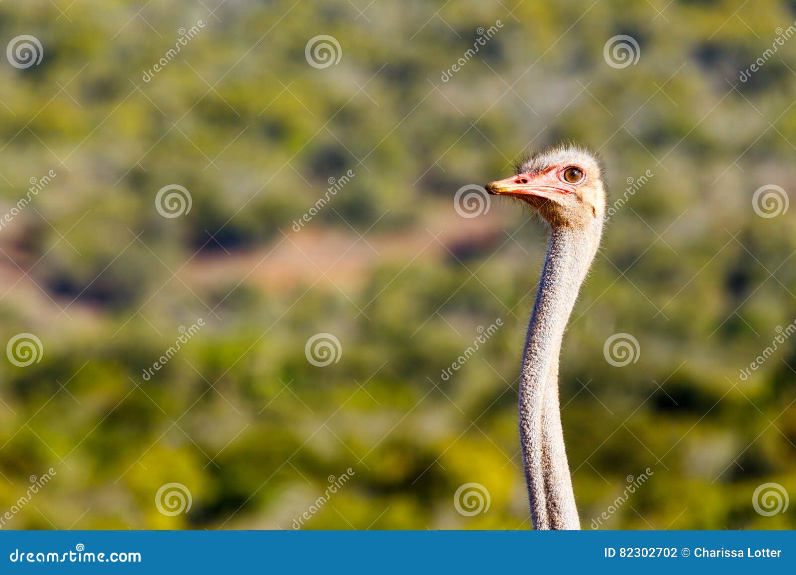 28,265 Tall Neck Stock Photos - Free & Royalty-Free Stock Photos from ...