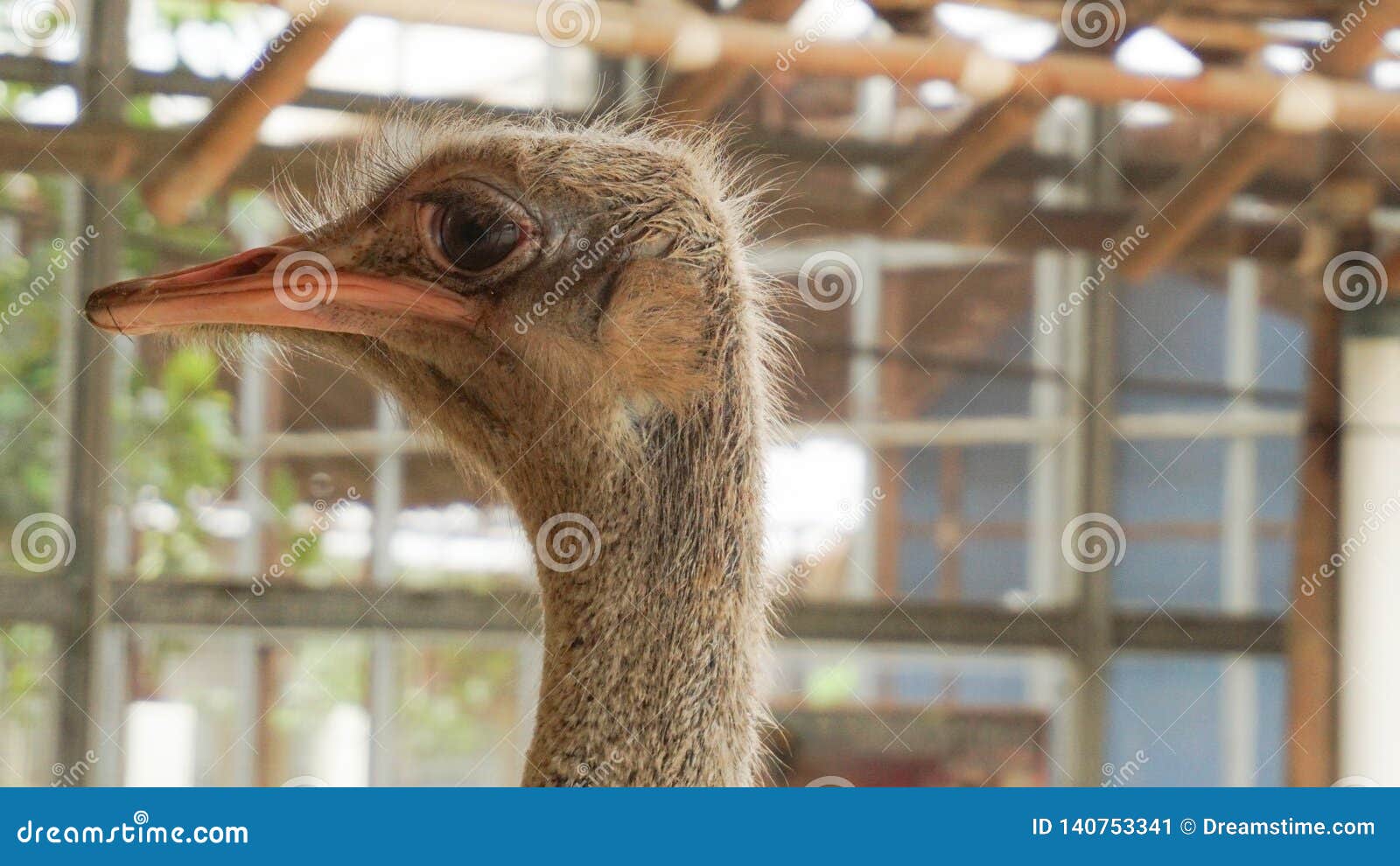 The Ostrich Head from the Side View Stock Image - Image of ornithology ...