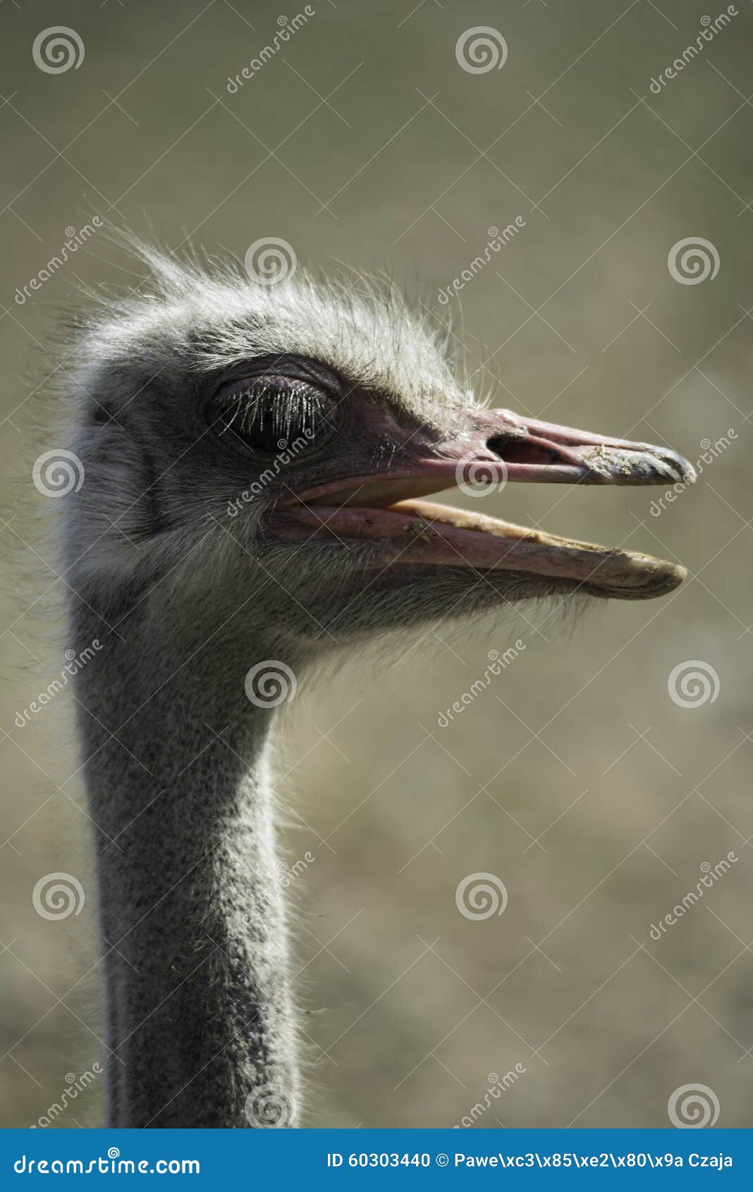 Ostrich head side view stock photo. Image of animals - 60303440