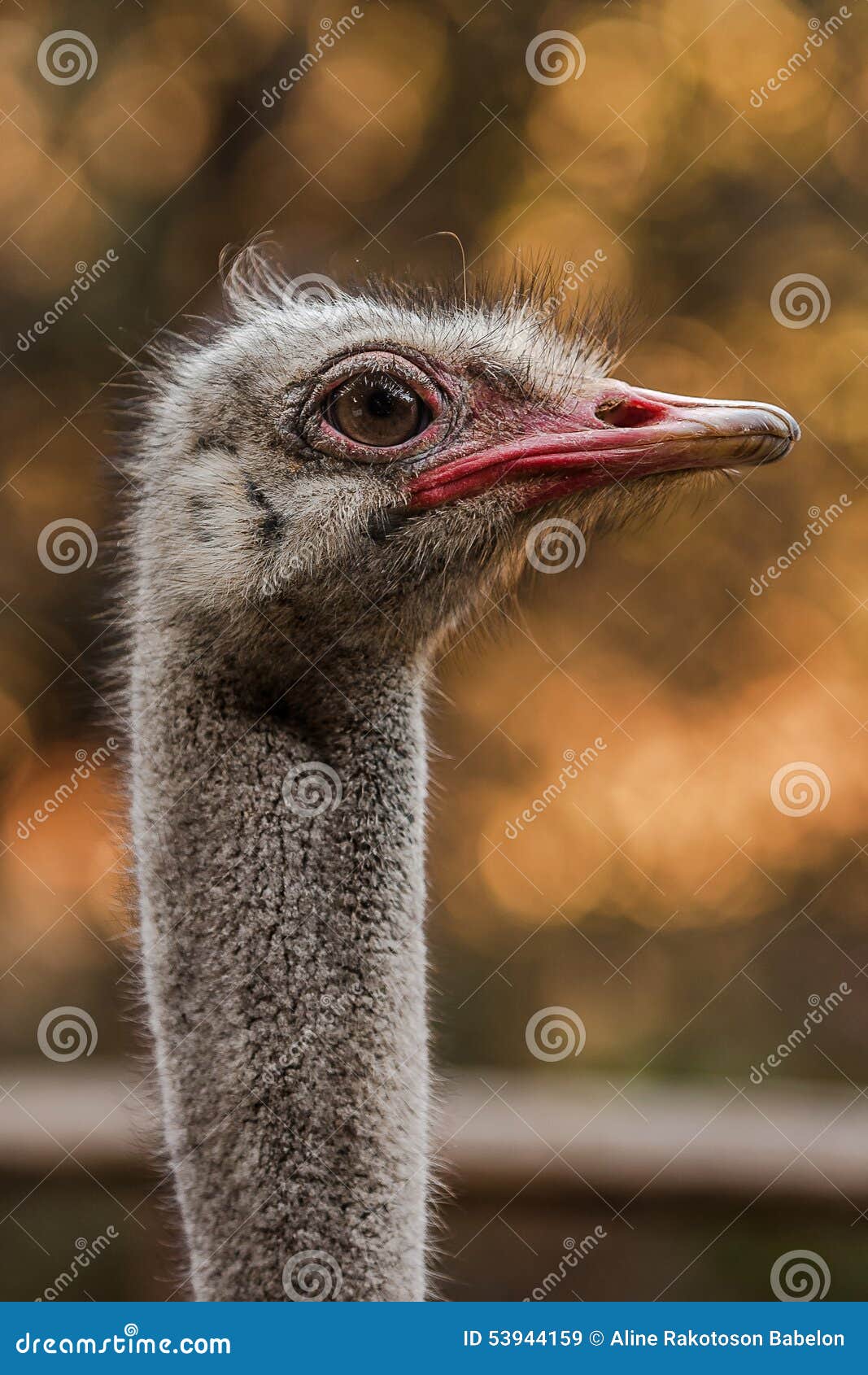 Ostrich head stock image. Image of ostrich, mouth, portrait - 53944159