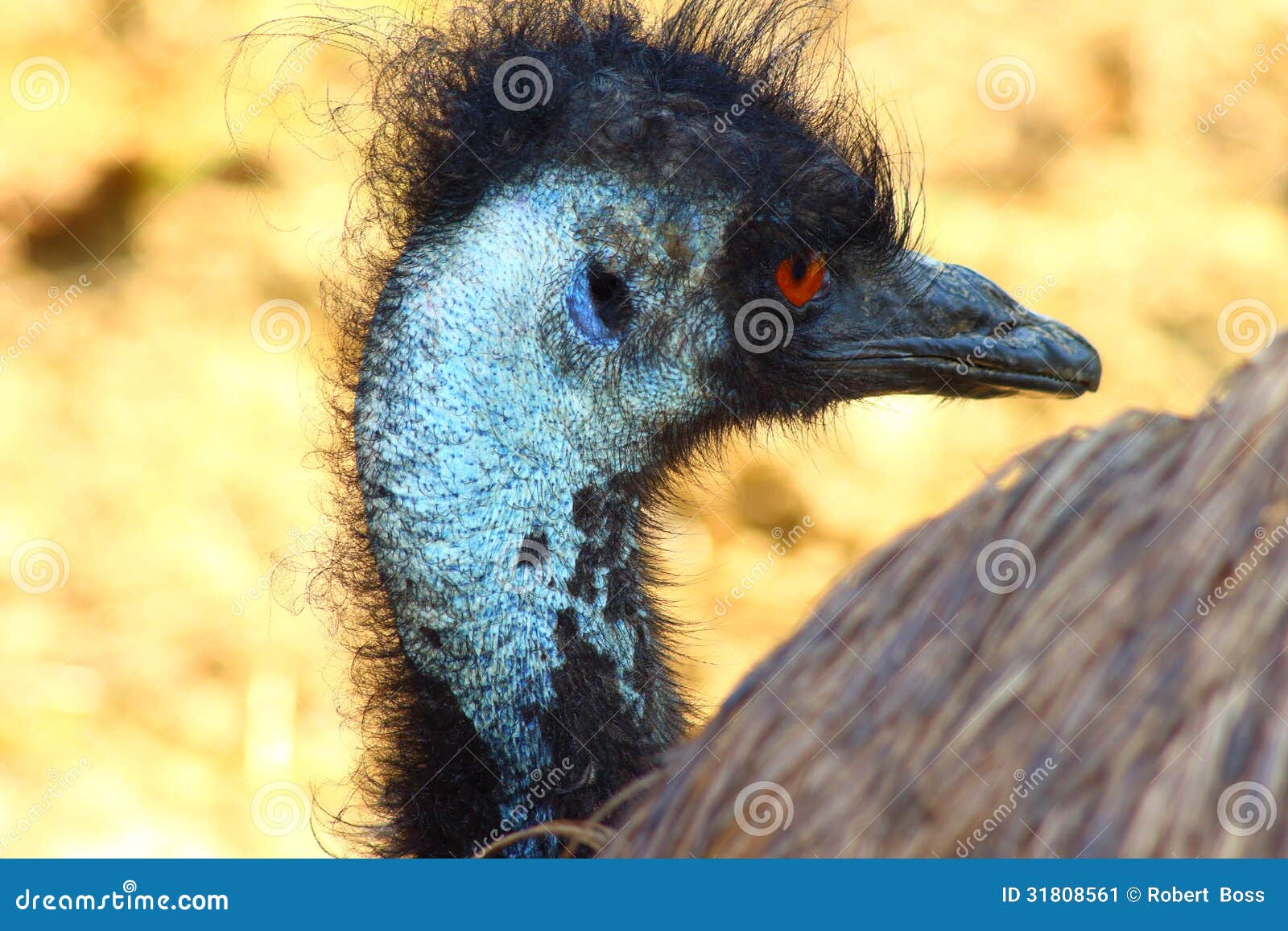 Ostrich head stock image. Image of creature, beak, indoors - 31808561