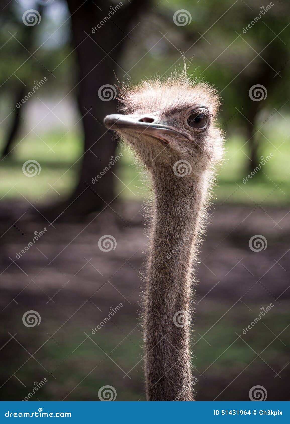 Ostrich head stock photo. Image of park, head, feather - 51431964