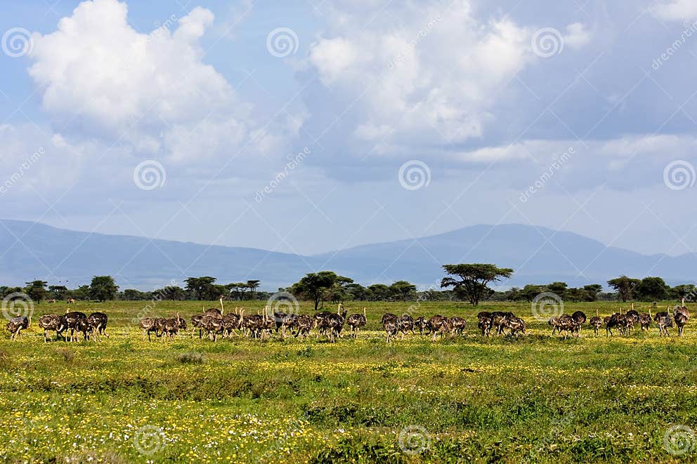 Ostrich Herd in Serengeti stock photo. Image of serengeti - 10145162