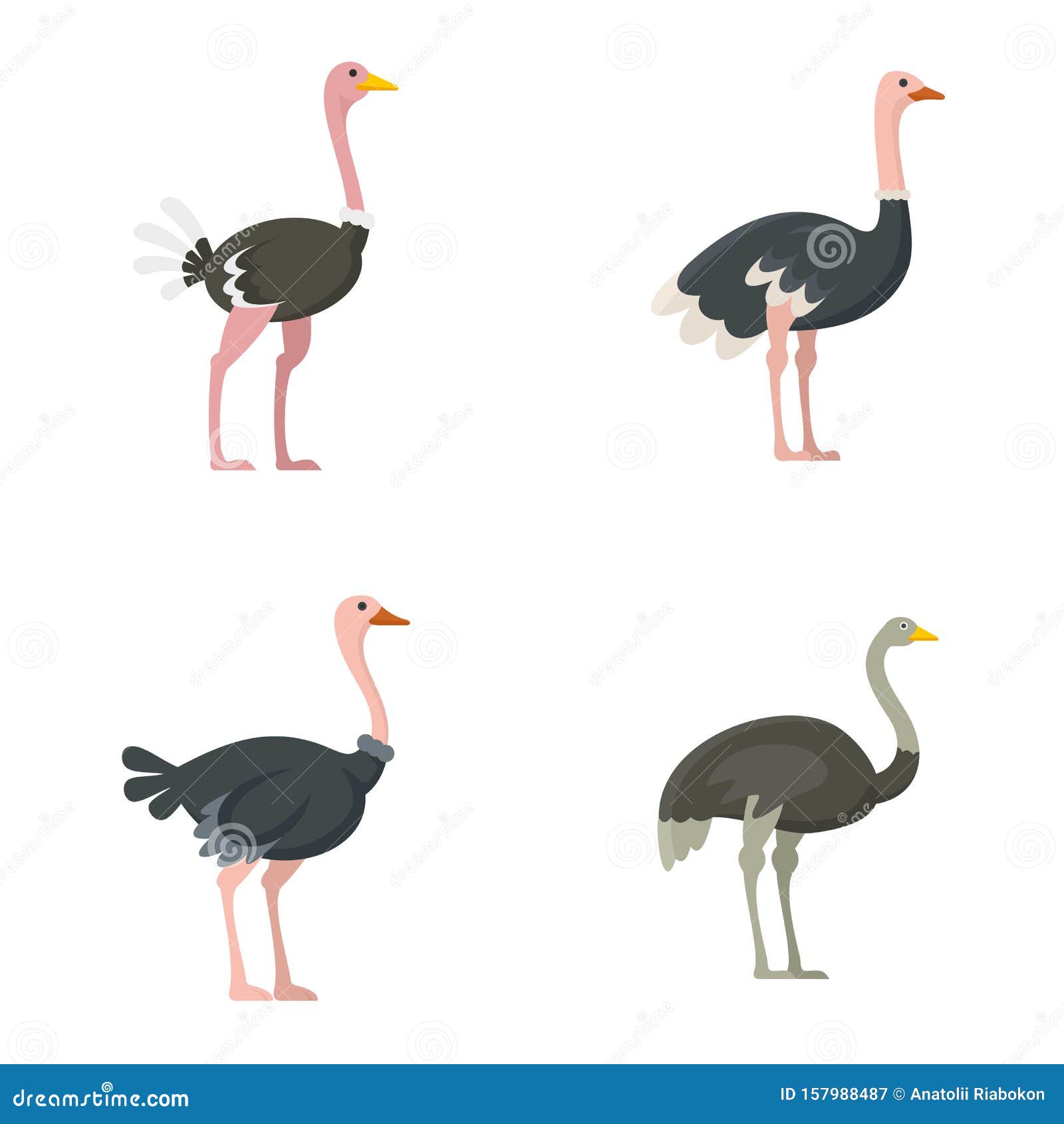 Ostrich Icons Set, Flat Style Stock Vector - Illustration of animal ...