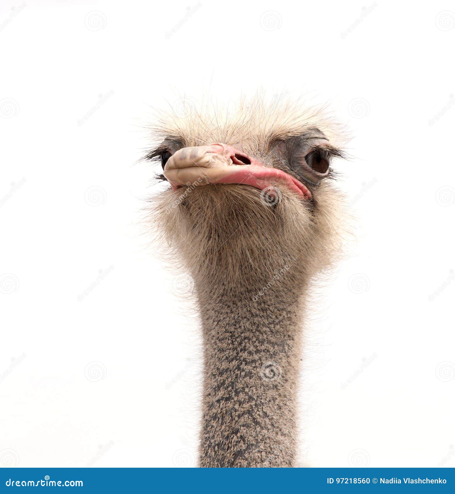 Ostrich Isolated On White Background Stock Photography | CartoonDealer ...