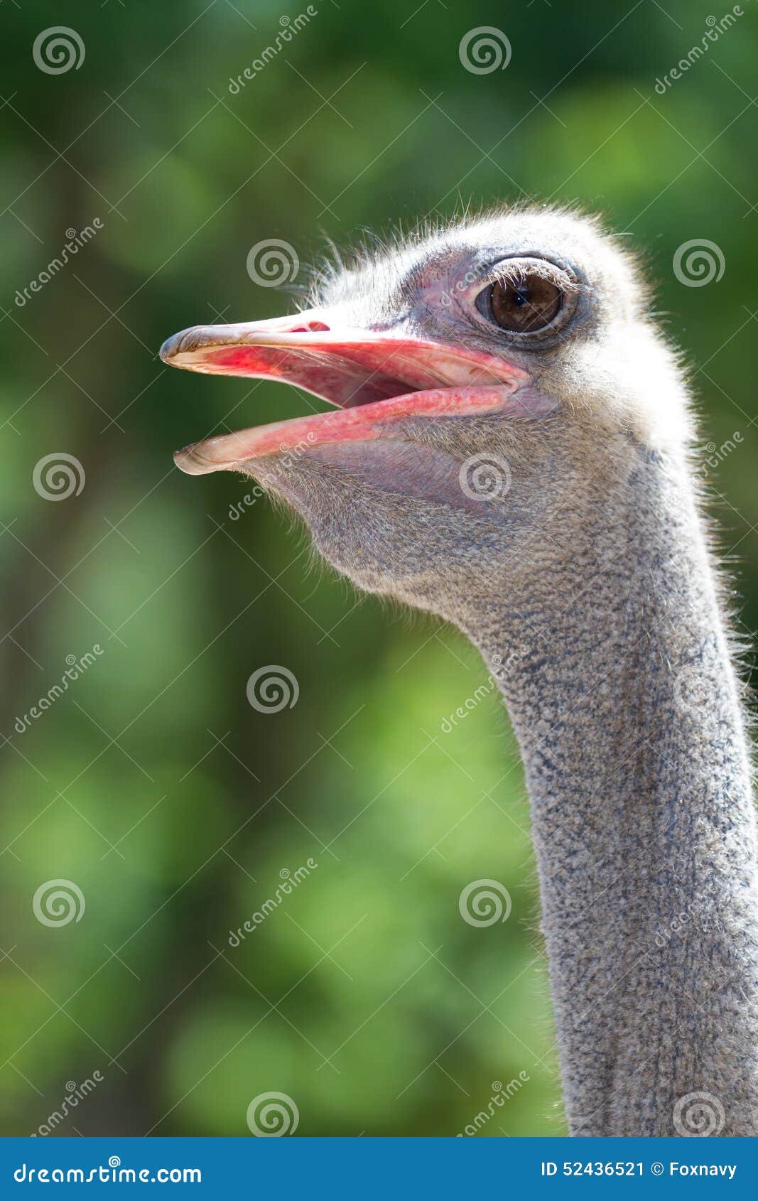Ostrich stock image. Image of head, close, african, feather - 52436521