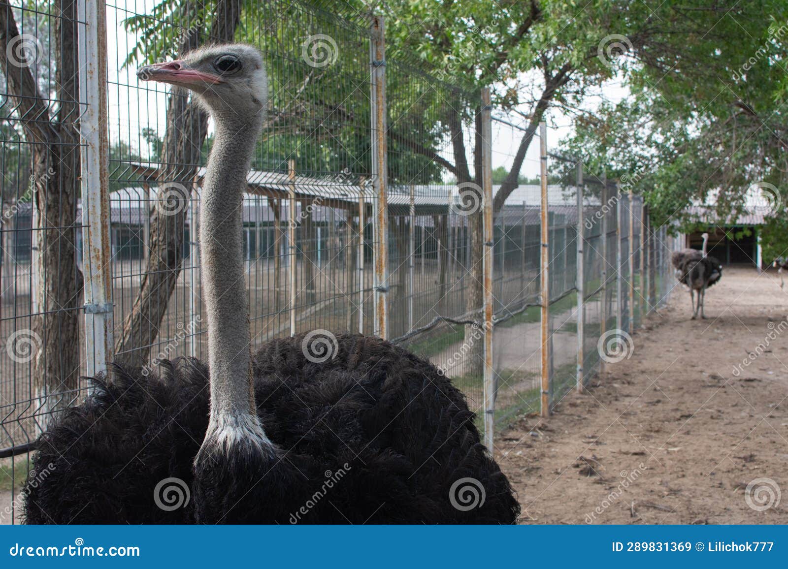 Ostrich is the Largest Bird, Long Neck Stock Image - Image of beautiful ...