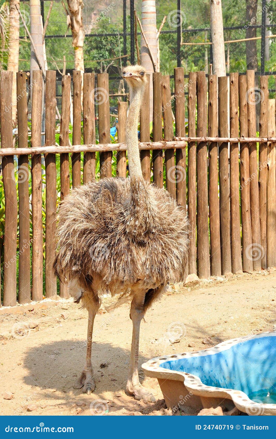Ostrich, The Largest Flightless Birds Stock Image | CartoonDealer.com ...
